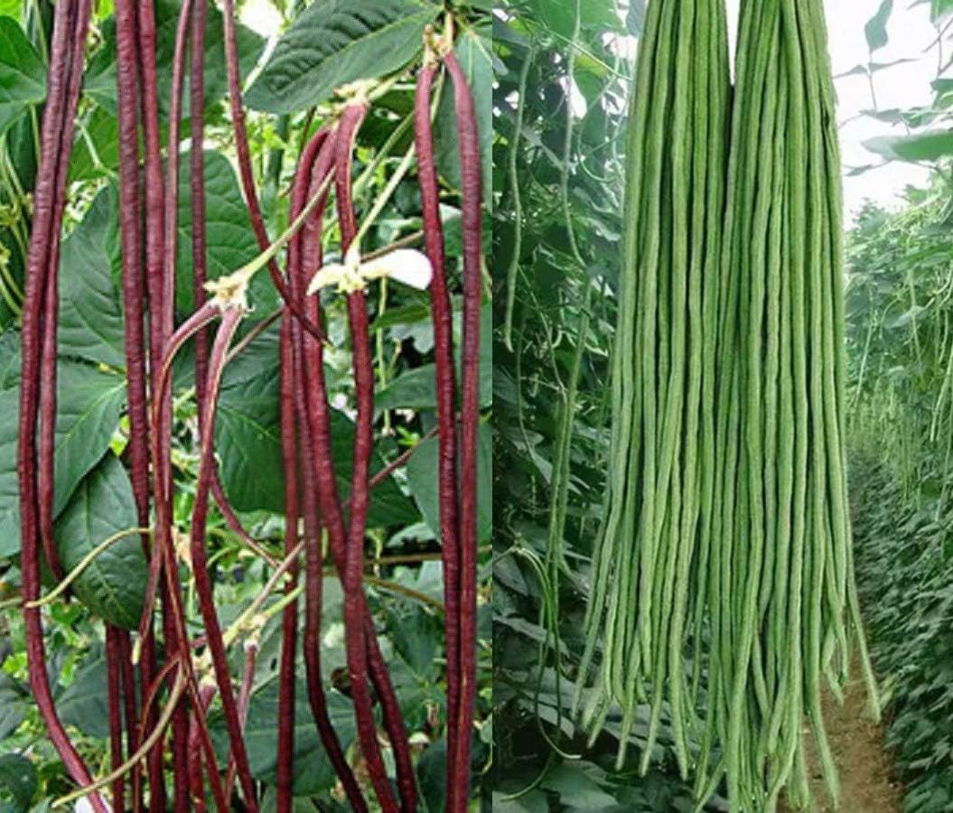 Amazon.com : 50+ Green or Red Cowpea Yard Long Bean Seeds Yardlong ...