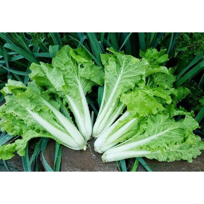 Buy IB Prosperity Frilly Leaf Pak Choi Fun Jen, Hybrid (Brassica rapa ...