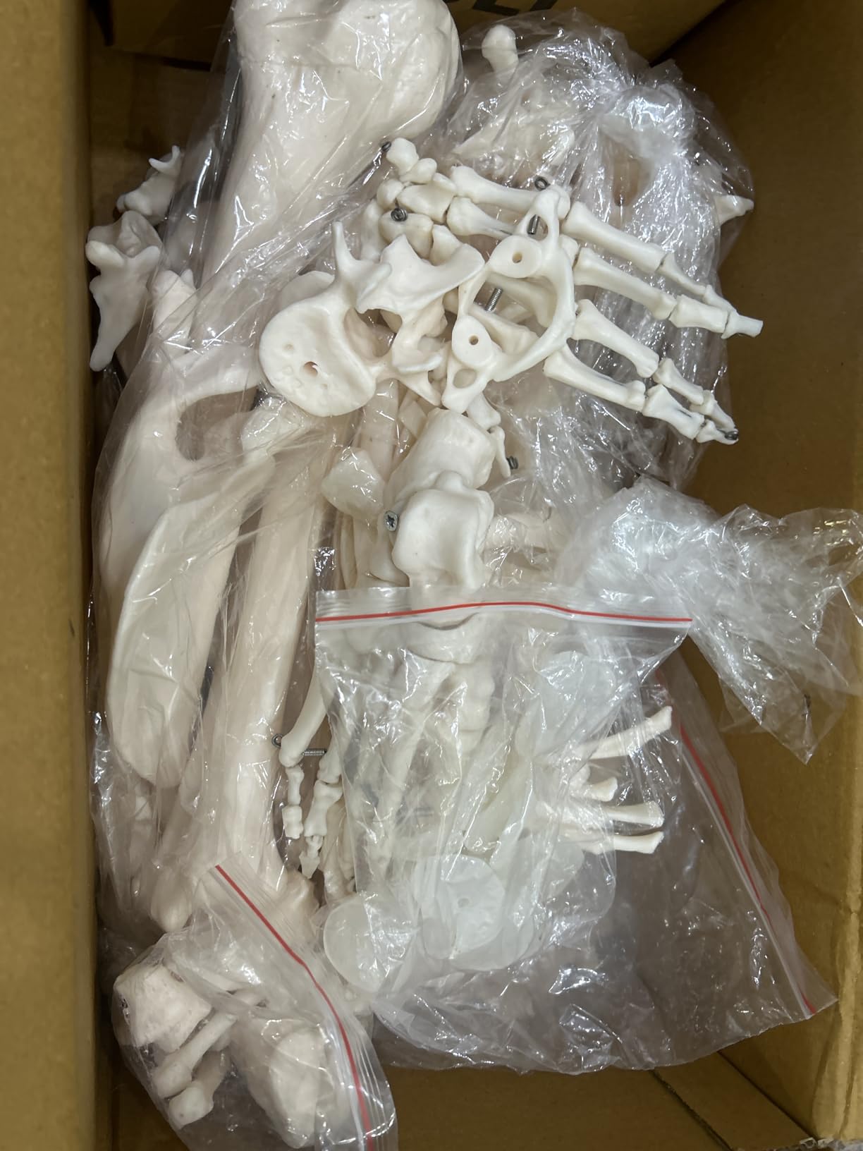 Kay Kay Industries | Human Disarticulated Bone Set Skeleton Model ...