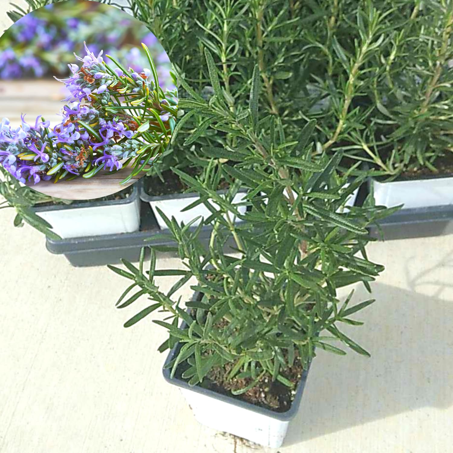 Amazon.com : 2 Rosemary Plants Live, Rosemary Plant, Herb Plant, 6 Inc ...