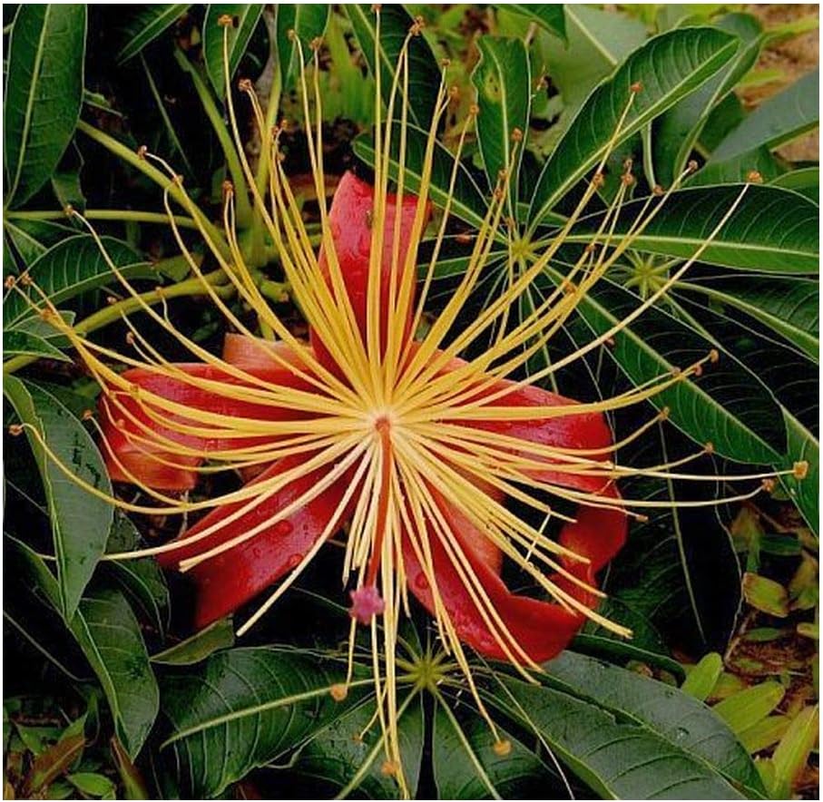 Adansonia madagascariensis - Madadagascar Baobab - Monkey Bread Tree ...
