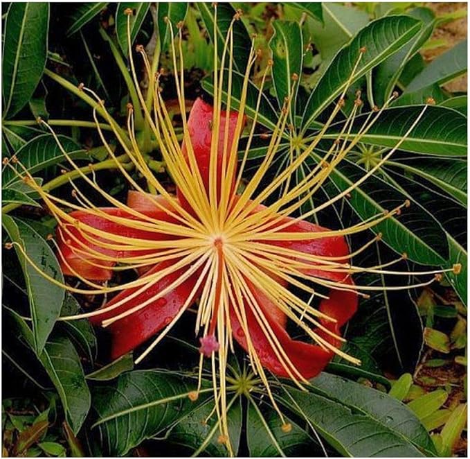 Adansonia madagascariensis - Madadagascar Baobab - Monkey Bread Tree ...