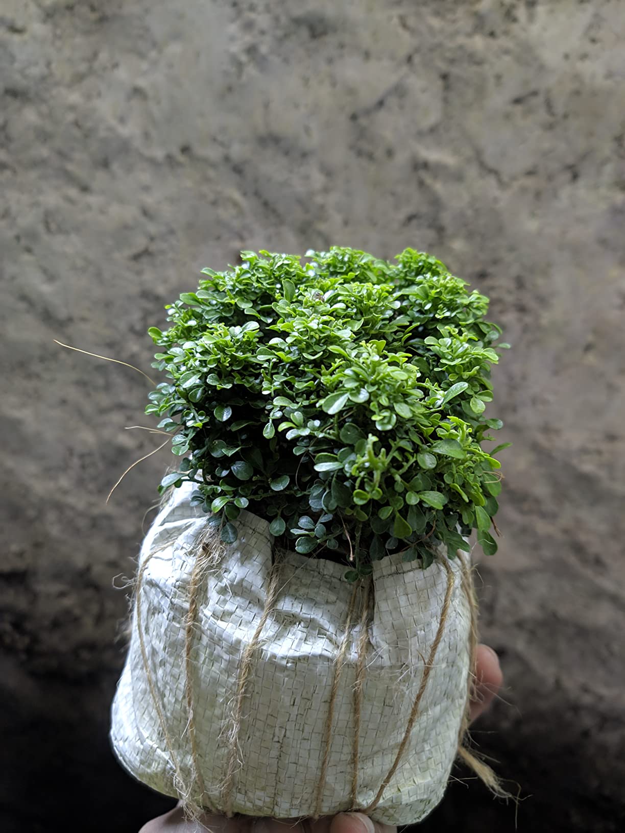 Table kamini Live Plant : Amazon.in: Garden & Outdoors