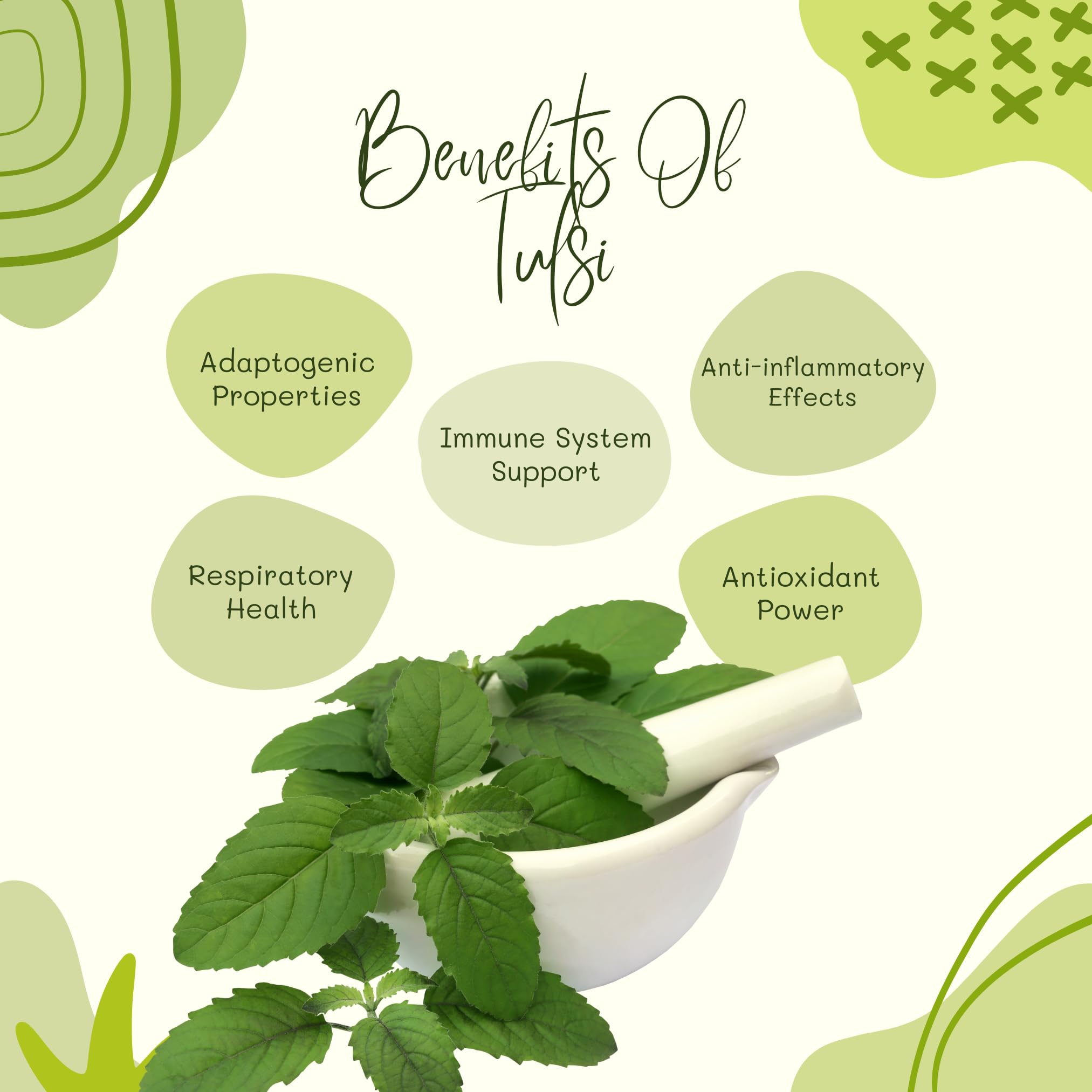 Benefits Of Chewing Tulsi Leaf