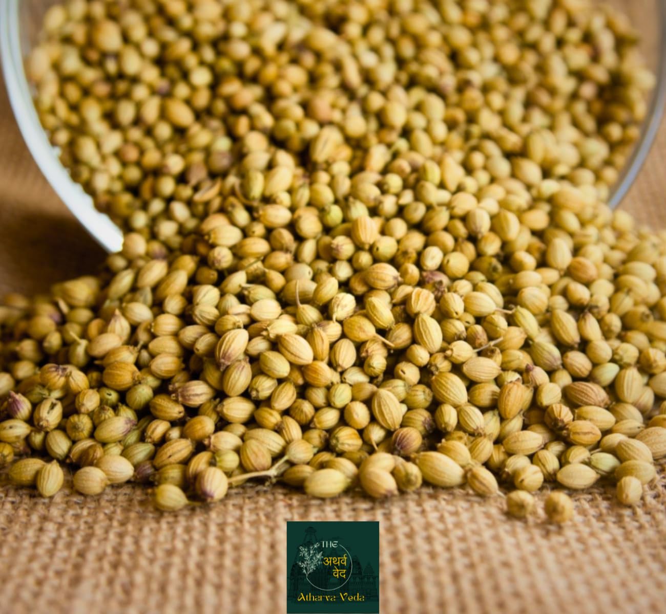 The Atharva-Veda Sabut Dhania, Coriander Whole 500gm | Sabut Dhaniya ...
