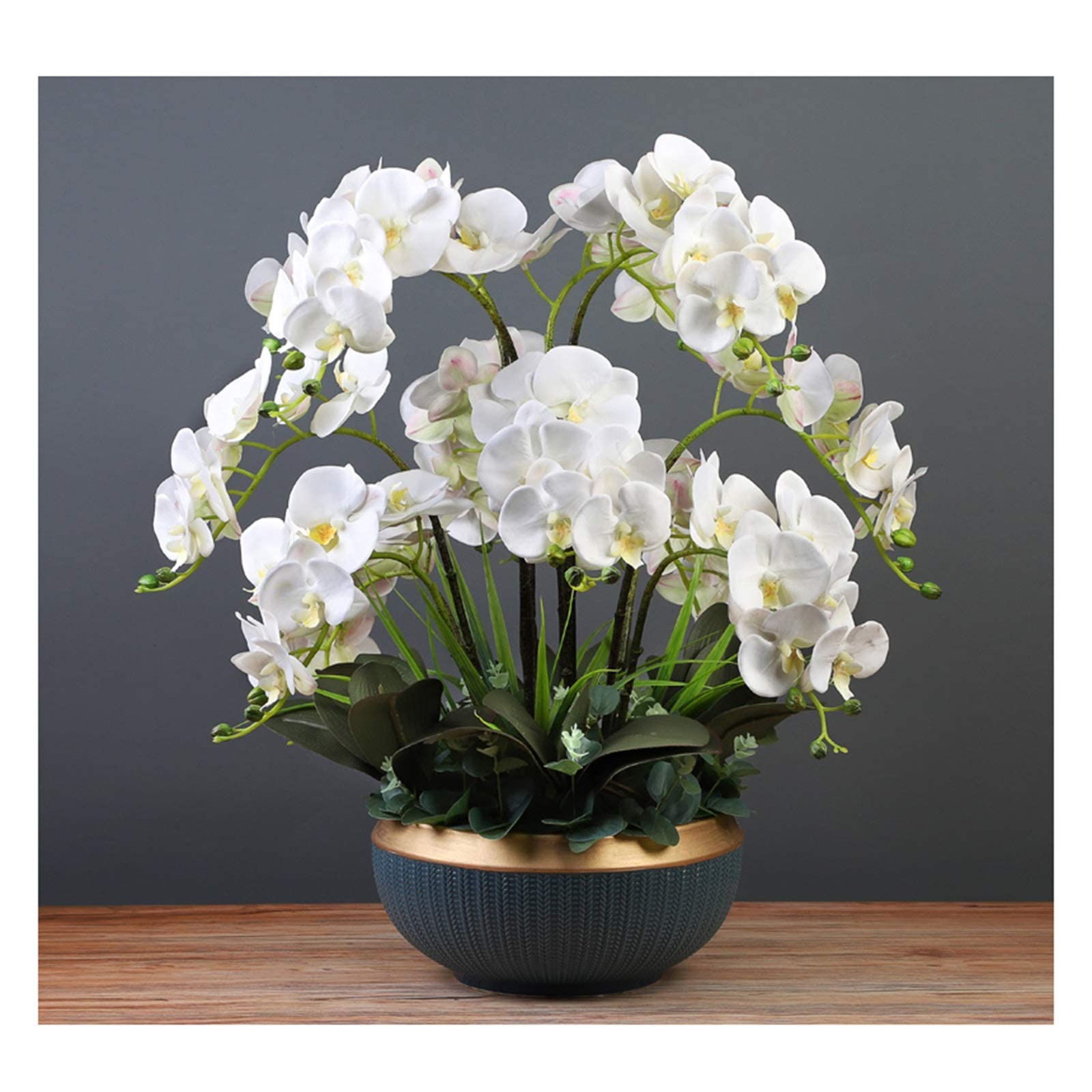 Orchid Table Plant PHALAENOPSIS Potted Plant, Orchid Assorted Colours,