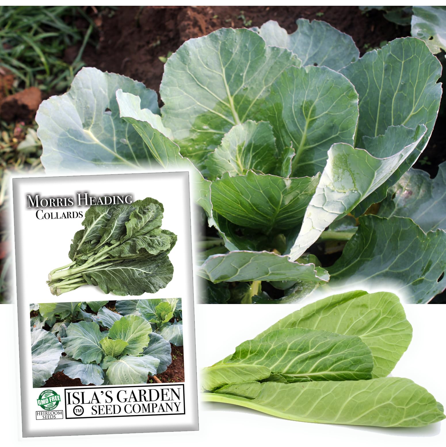 Amazon.com : Morris Heading Collard Greens Seeds - 1000+ Heirloom Seeds ...