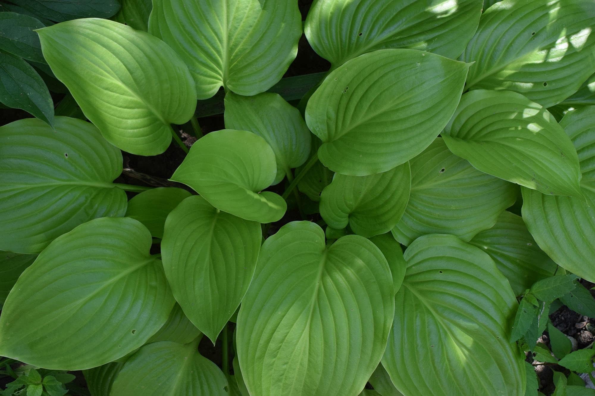 Garden Perennial - Hosta 'T Rex' - 1 x Full Plant in 1 Litre Pot ...