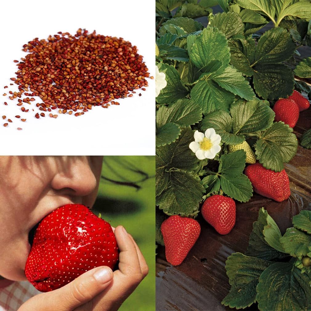 Amazon.com : 300 Giant Strawberry Seeds Grow Your Own Strawberry Sweet ...