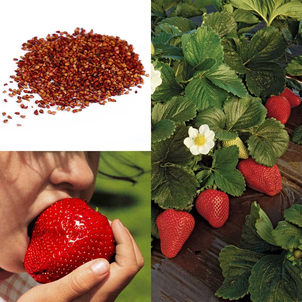 Amazon.com : 300 Giant Strawberry Seeds Grow Your Own Strawberry Sweet ...