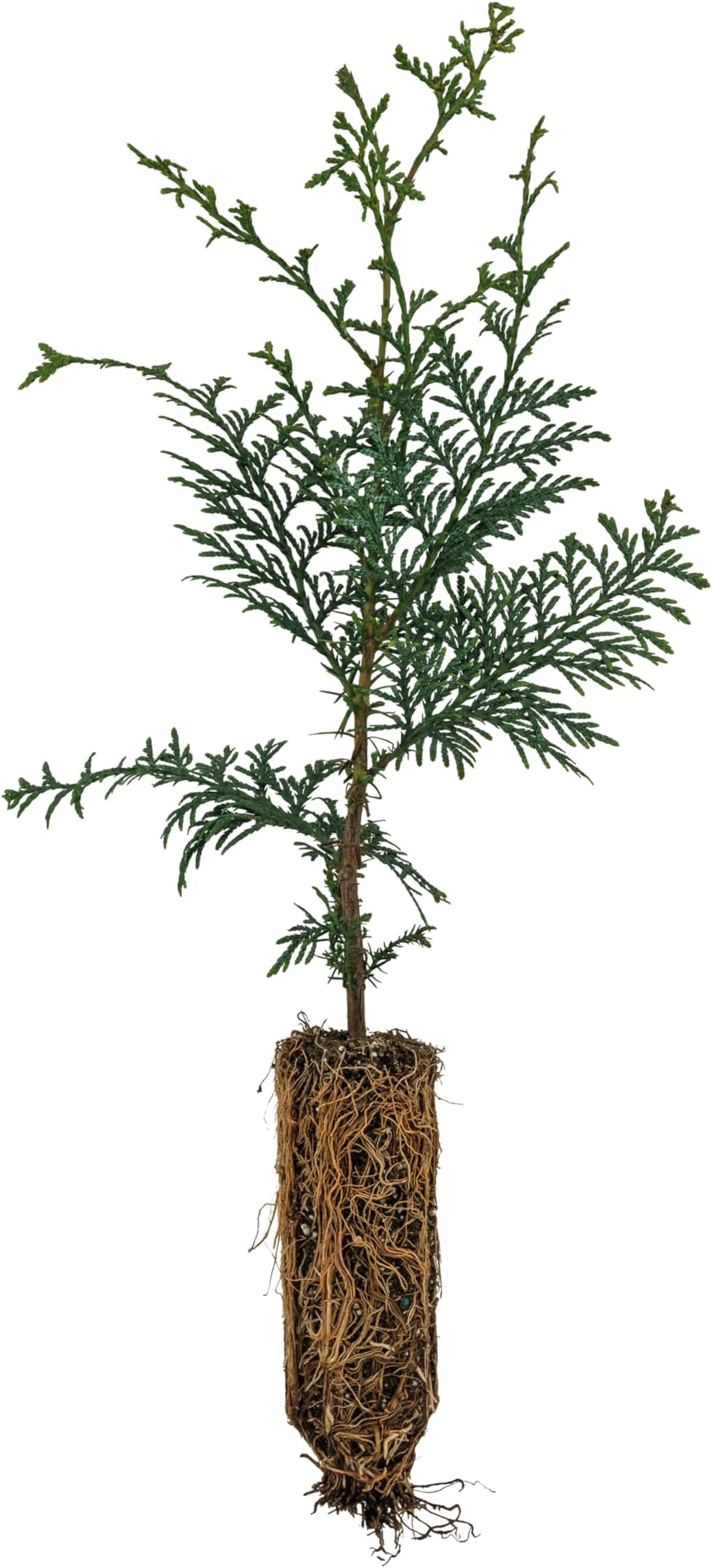 Amazon.com : 40 Western Red Cedar Tree Seeds for Planting - Thuja ...