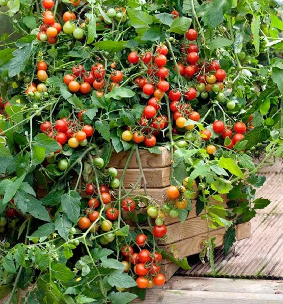 Vegetable - Tomato - Lizzano F1-10 Seeds : Amazon.co.uk: Garden