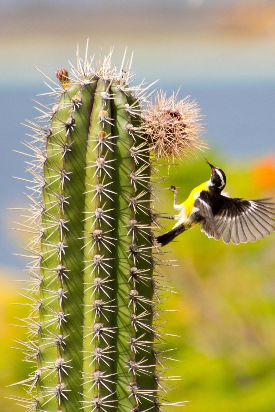 Amazon.com: U.S. Virgin Islands State Bird - Bananaquit Journal: 150 ...