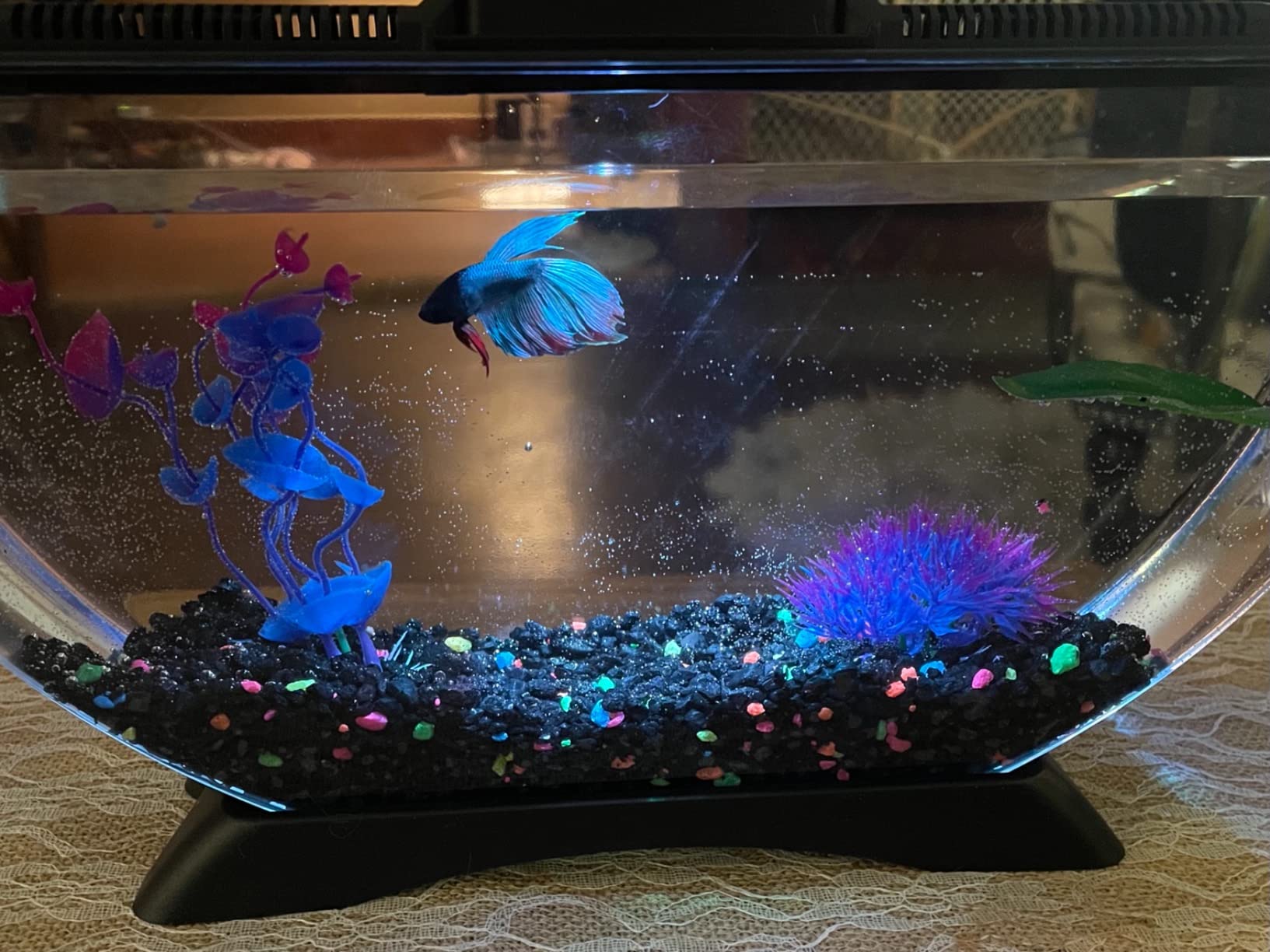 $6/mo - Finance BettaTank 1-Gallon Deco Fish Tank with LED Lighting ...