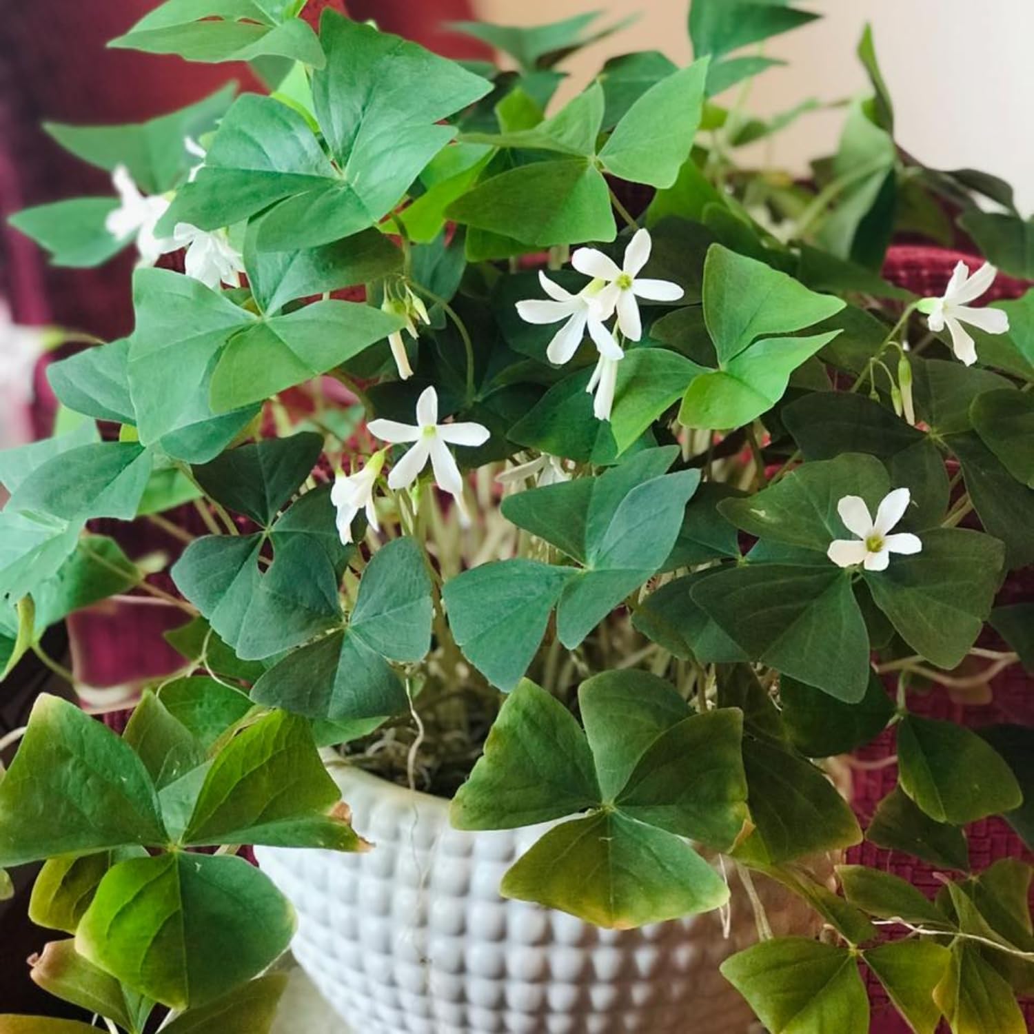 Shamrock Plant 4 Inches Pot Oxalis Triangularis Live Plant Oxalis ...