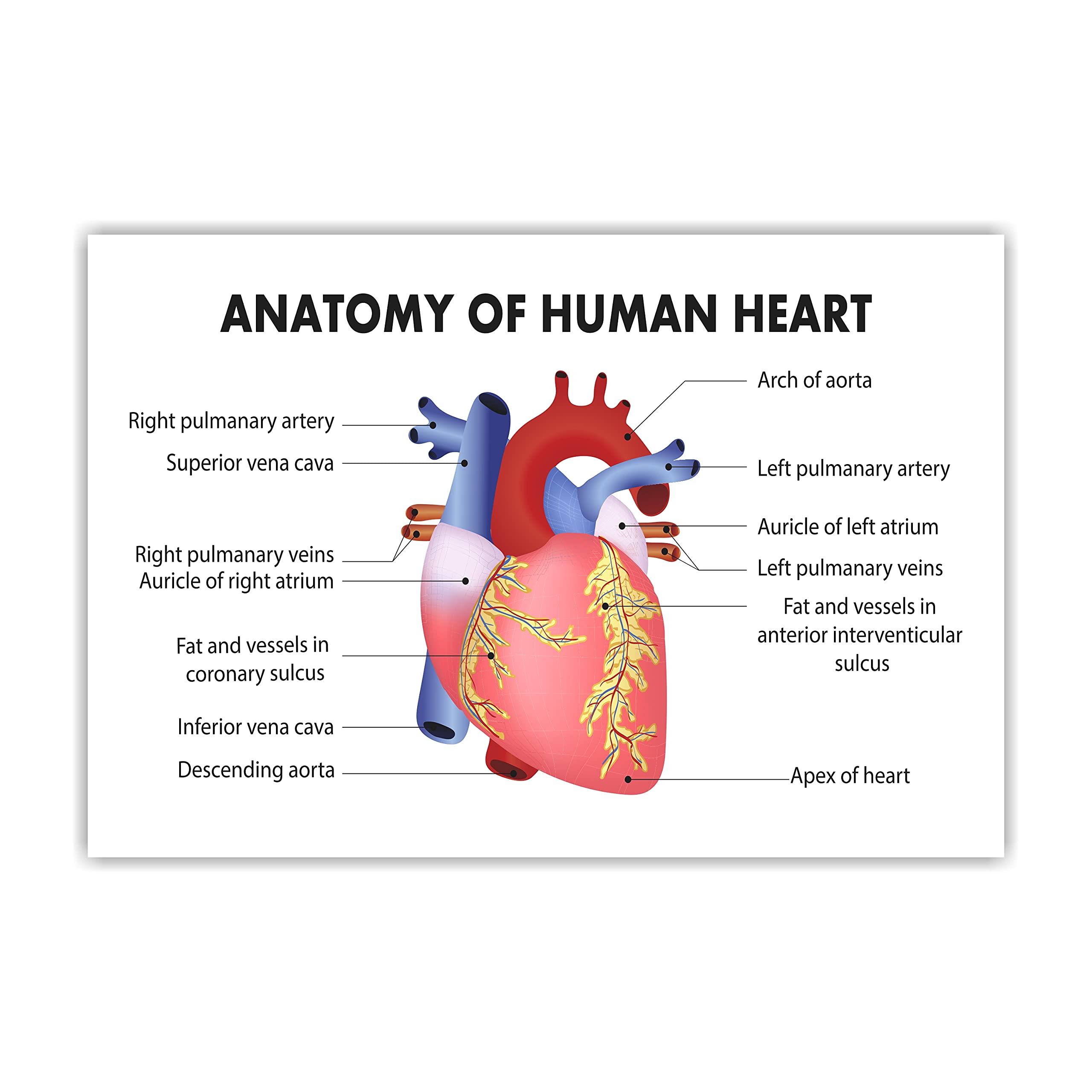 Anne Print Solutions® Anatomy of Human Heart Poster (Without Frame ...