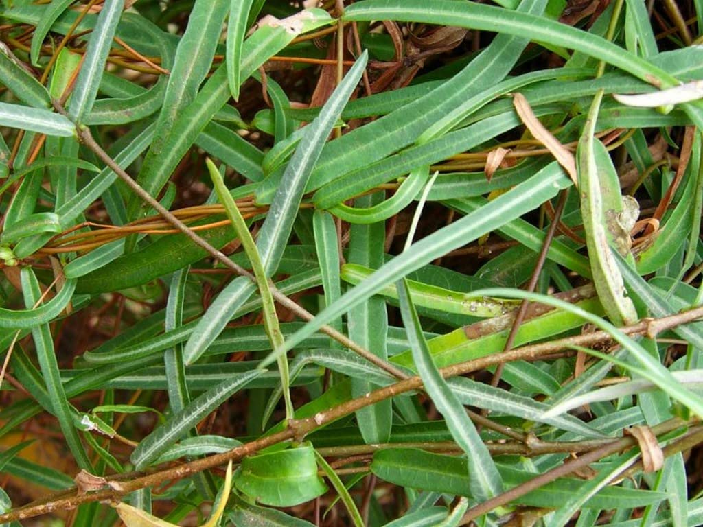 Creative Farmer Nannari (Hemidesmus Indicus) Indian Sarsaparilla Out ...