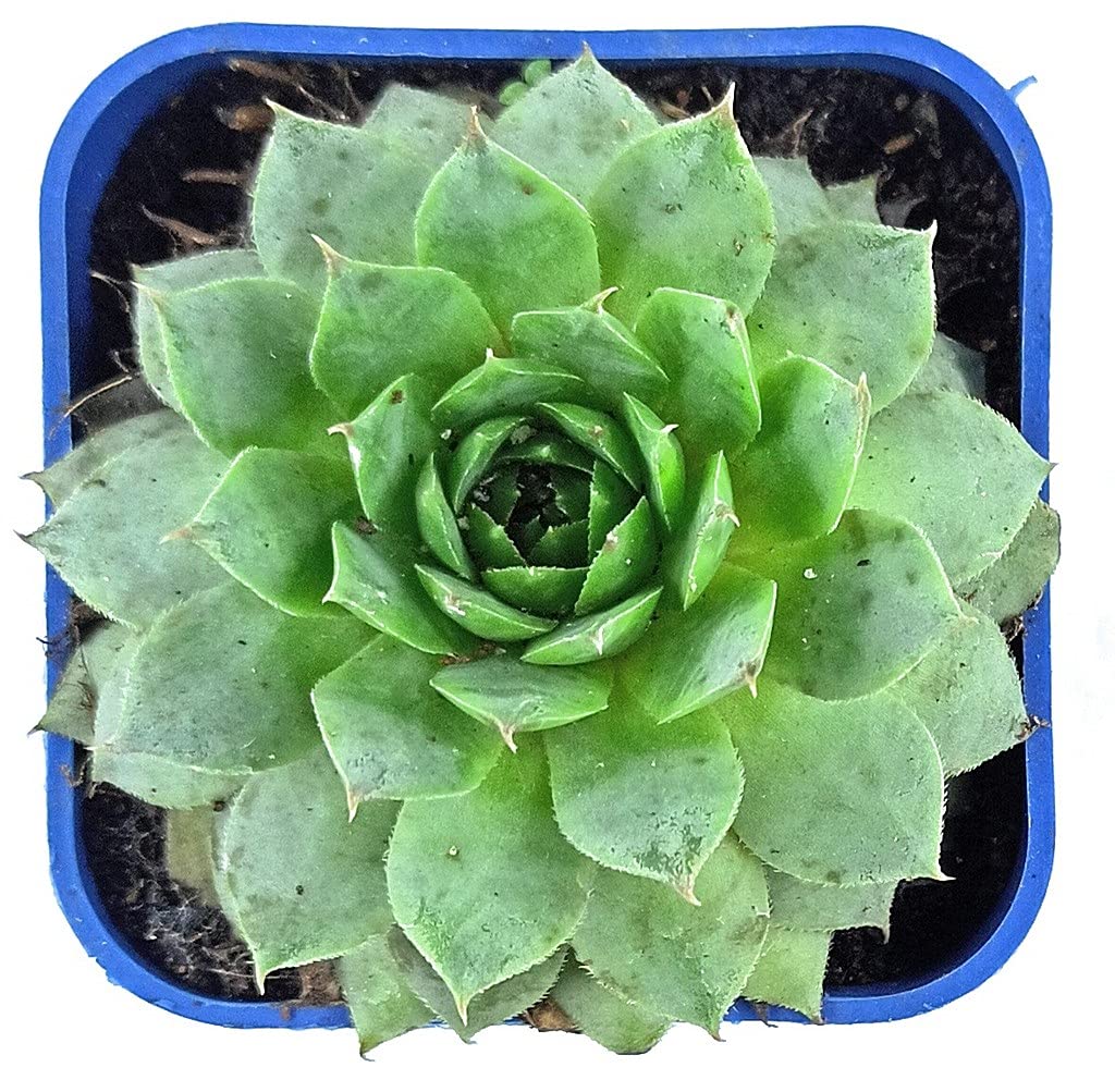 Creative Farmer Succulent Plant Laxmi Kamal Lakshmi Kamal(Sempervivum ...