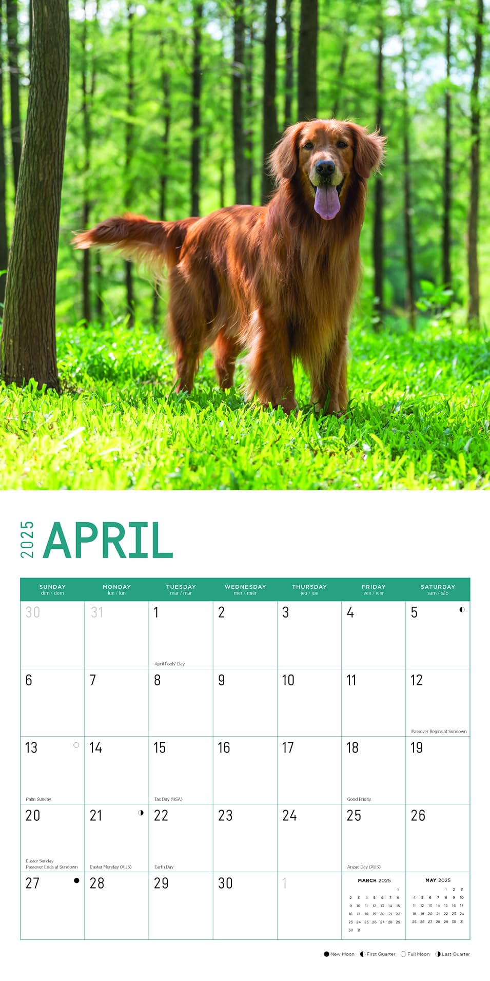 2025 Golden Retrievers Monthly Wall Calendar by Bright Day, 12 x 12 ...