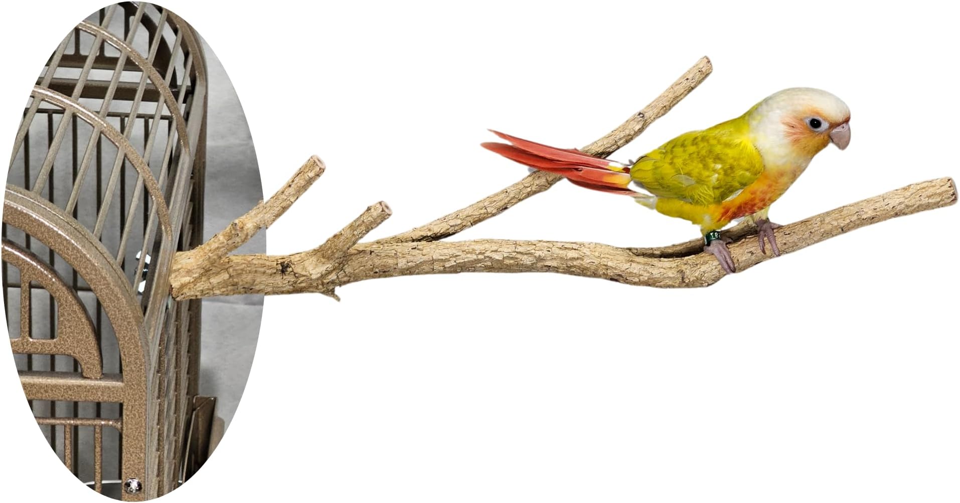 Amazon.com : Birds LOVE Small Bottlebrush Multi-Branch Perch - Natural ...