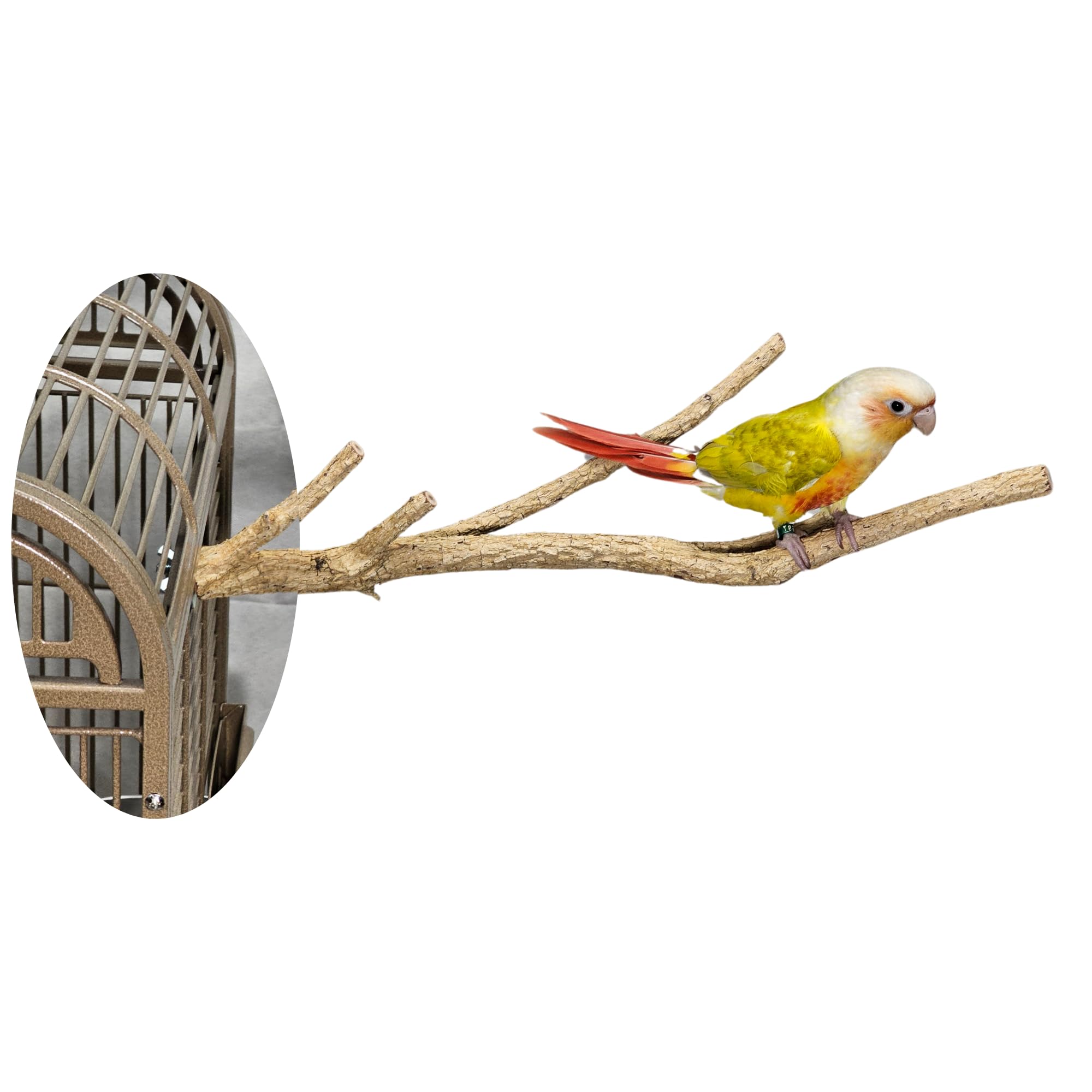 Snapklik.com : Birds LOVE Small Bottlebrush Multi-Branch Perch - Natural Wood Bird Perch - Bird ...