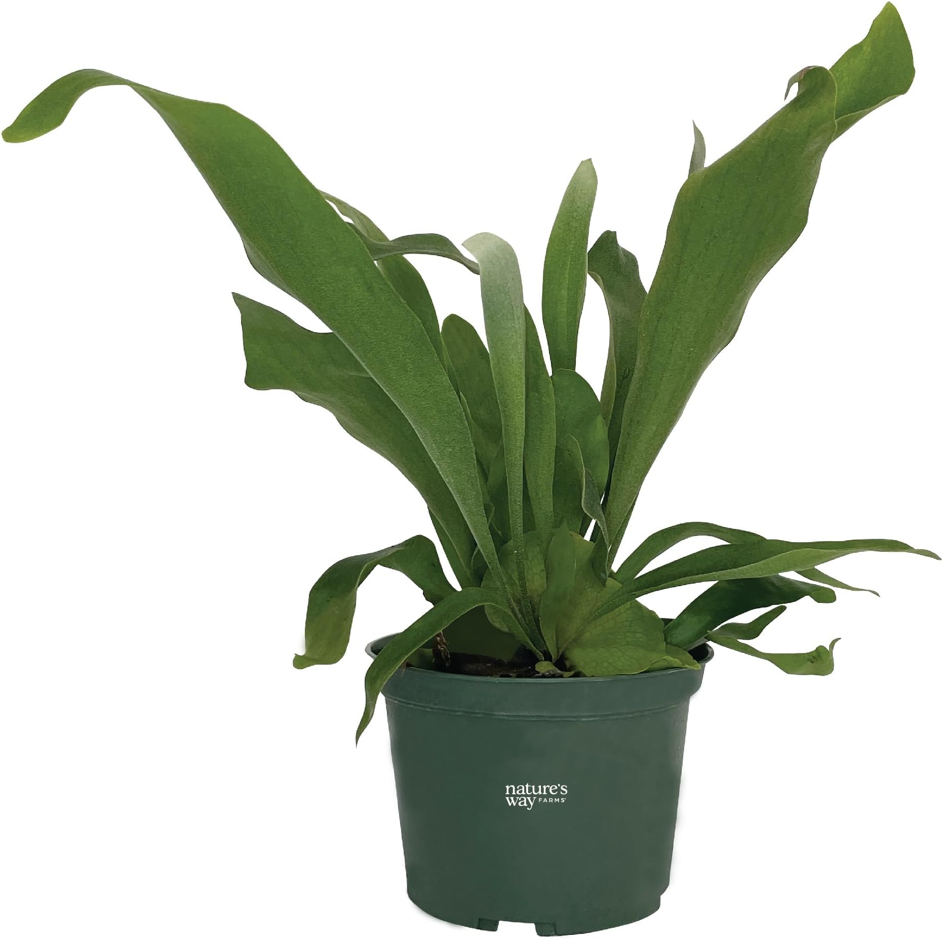 Amazon.com : French Staghorn Fern - Platycerium lemoinei - 4" Pot ...
