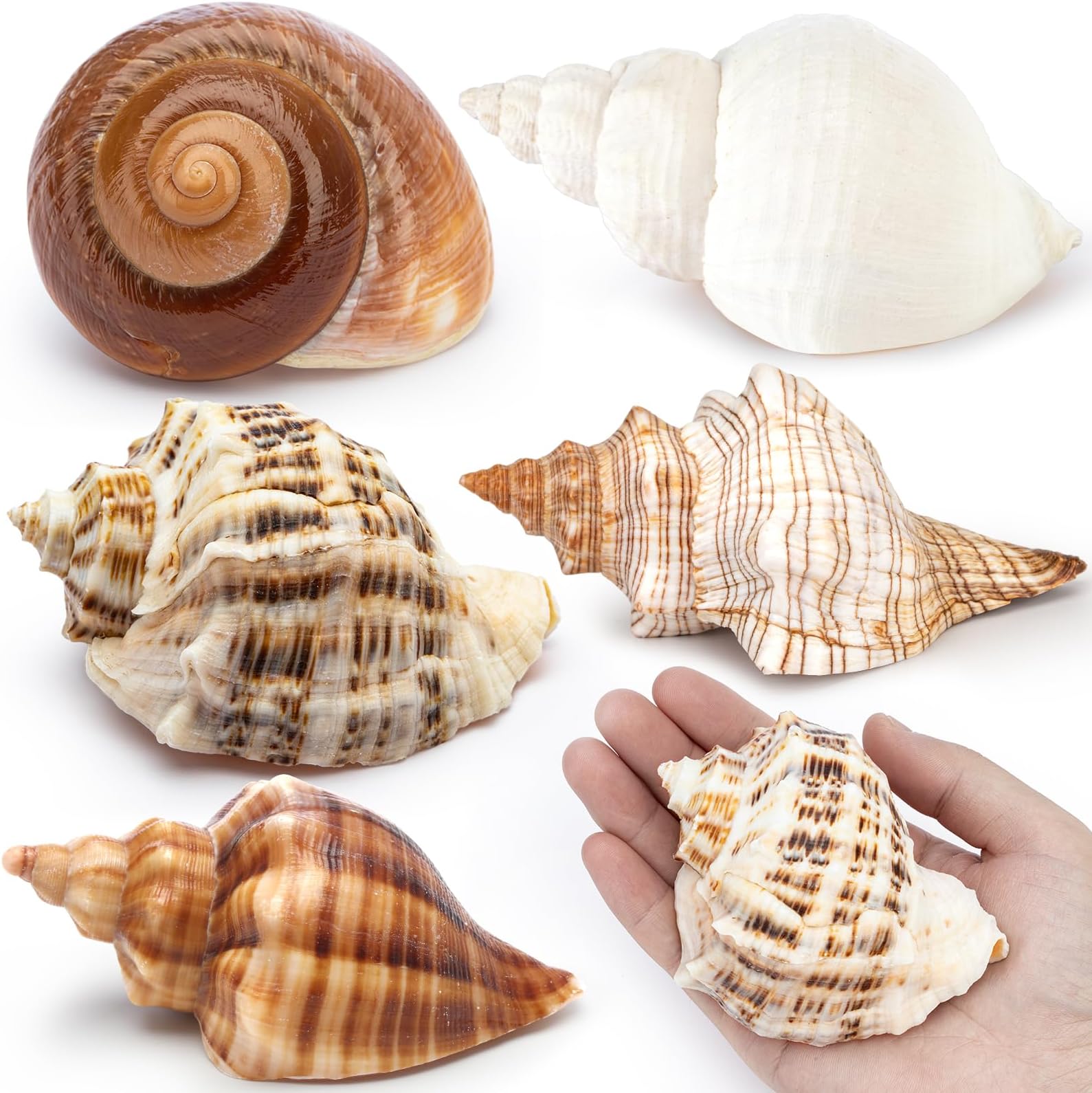 Amazon.com : 5Pcs Large Hermit Crab Shells, Natural Sea Conch Size: 3 ...