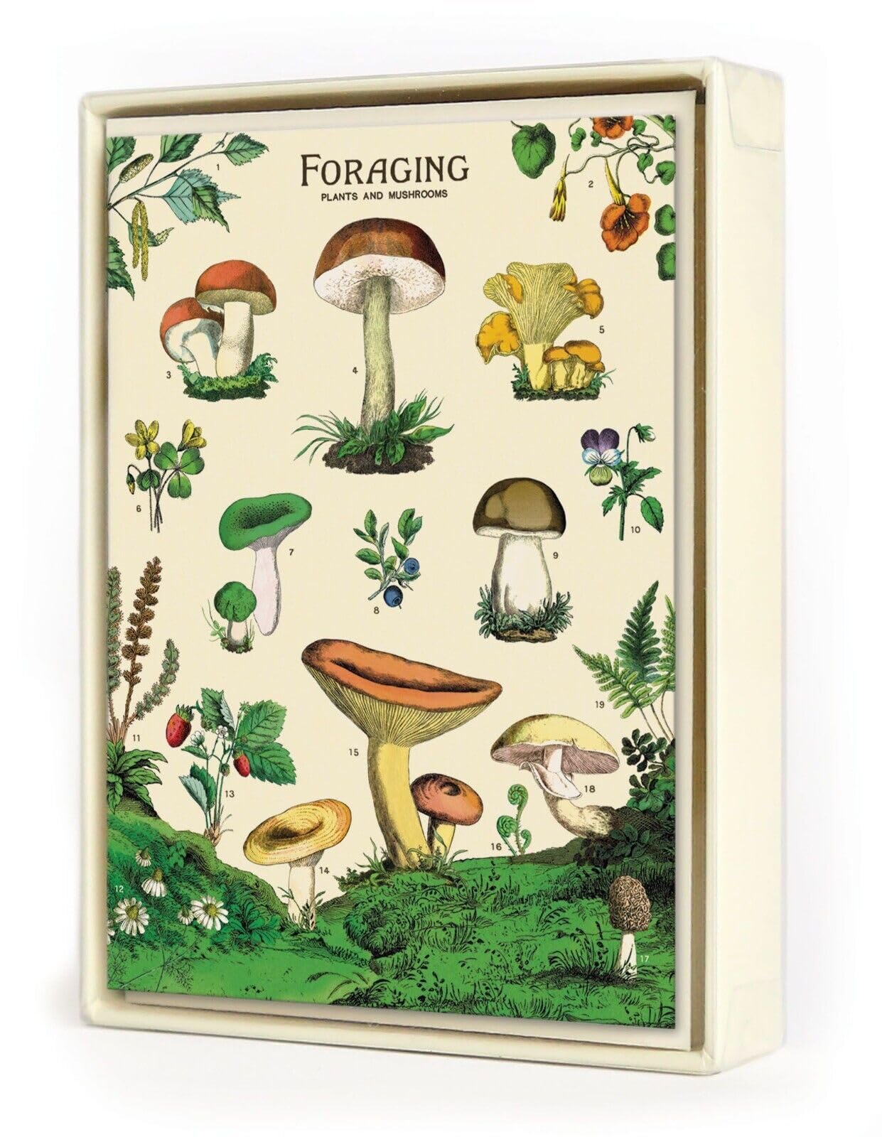 Amazon.com : Cavallini & Co. Foraging Boxed Note Cards : Office Products