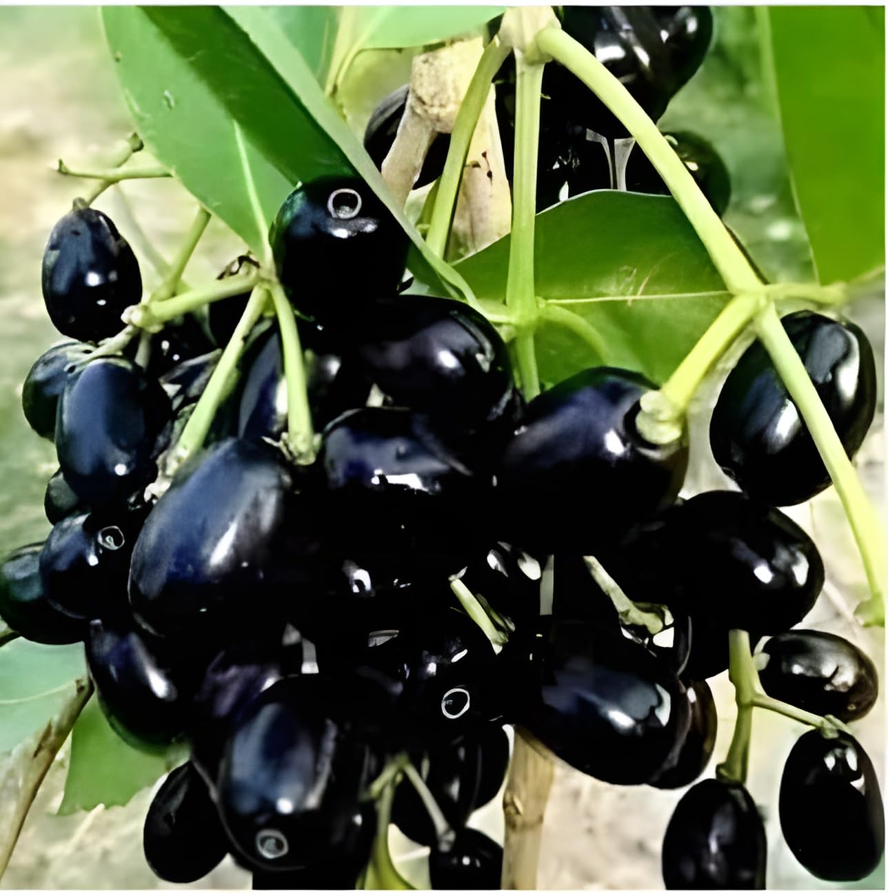 Oxiflora Ram Jamun or Raja Jamun Grafted hybrid - 1 Healthy Live Super ...