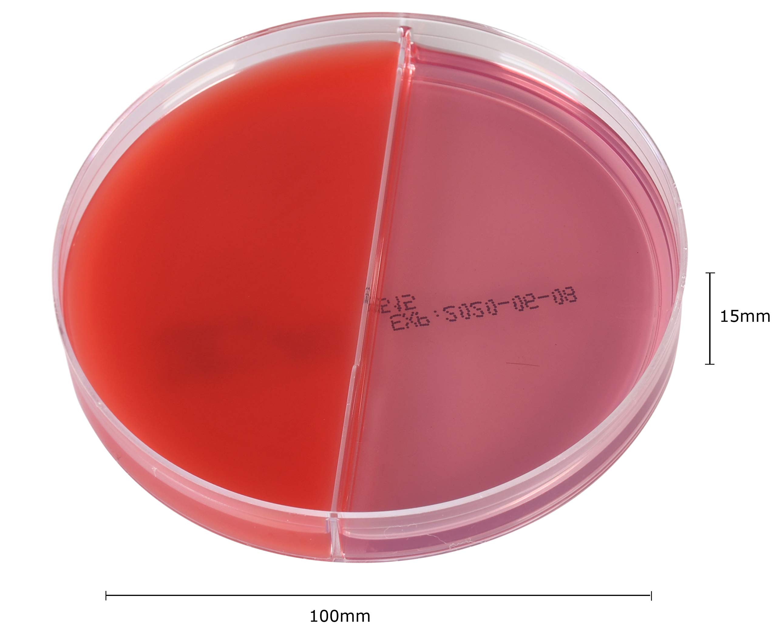 Macconkey Agar Plate