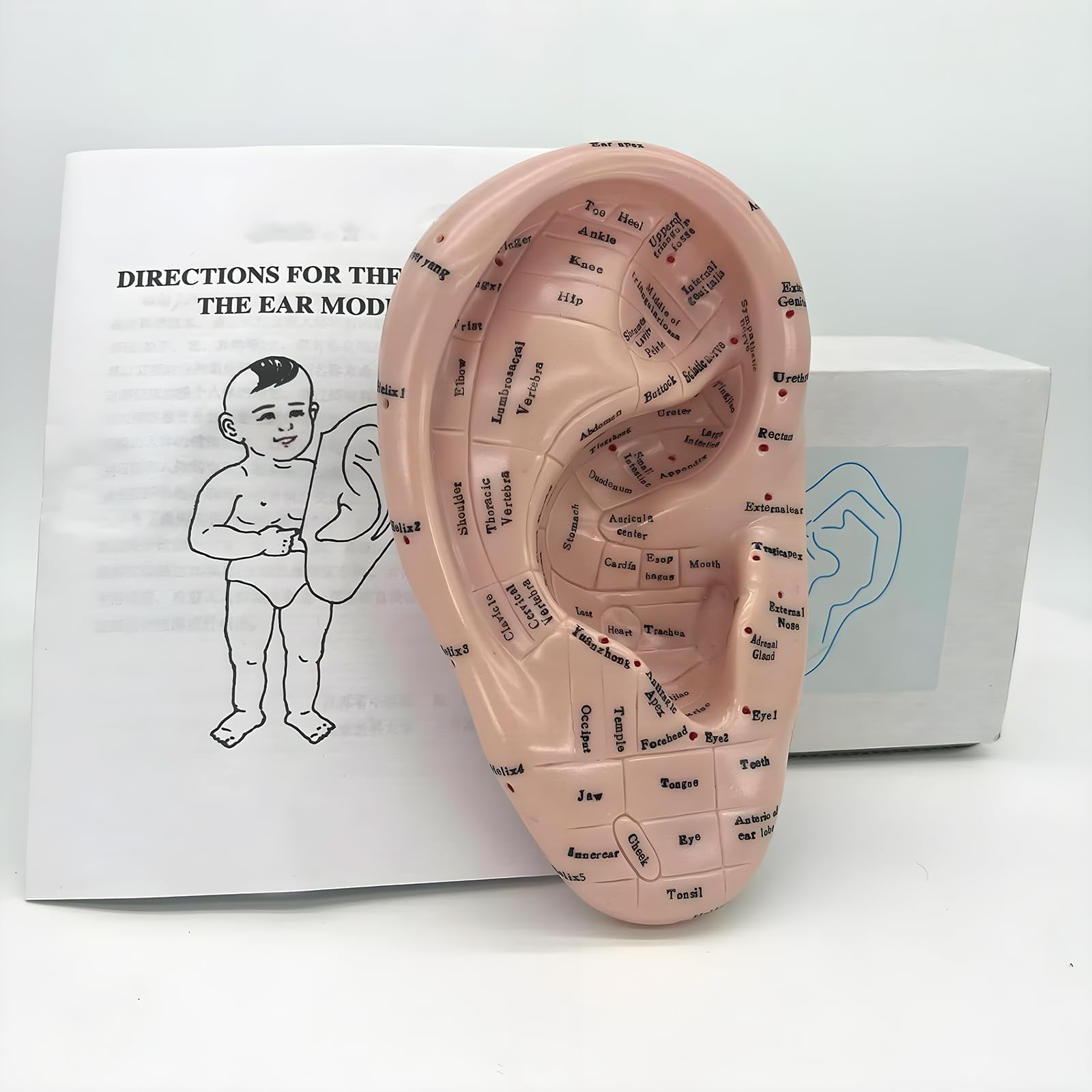 Amazon.com: Ear Acupuncture Model - 17cm Ear Zone Model, Ear Massage ...