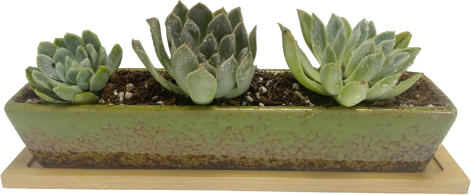 Amazon.com : Kipokalor Succulent Planter Pot, Green Long Rectangle ...