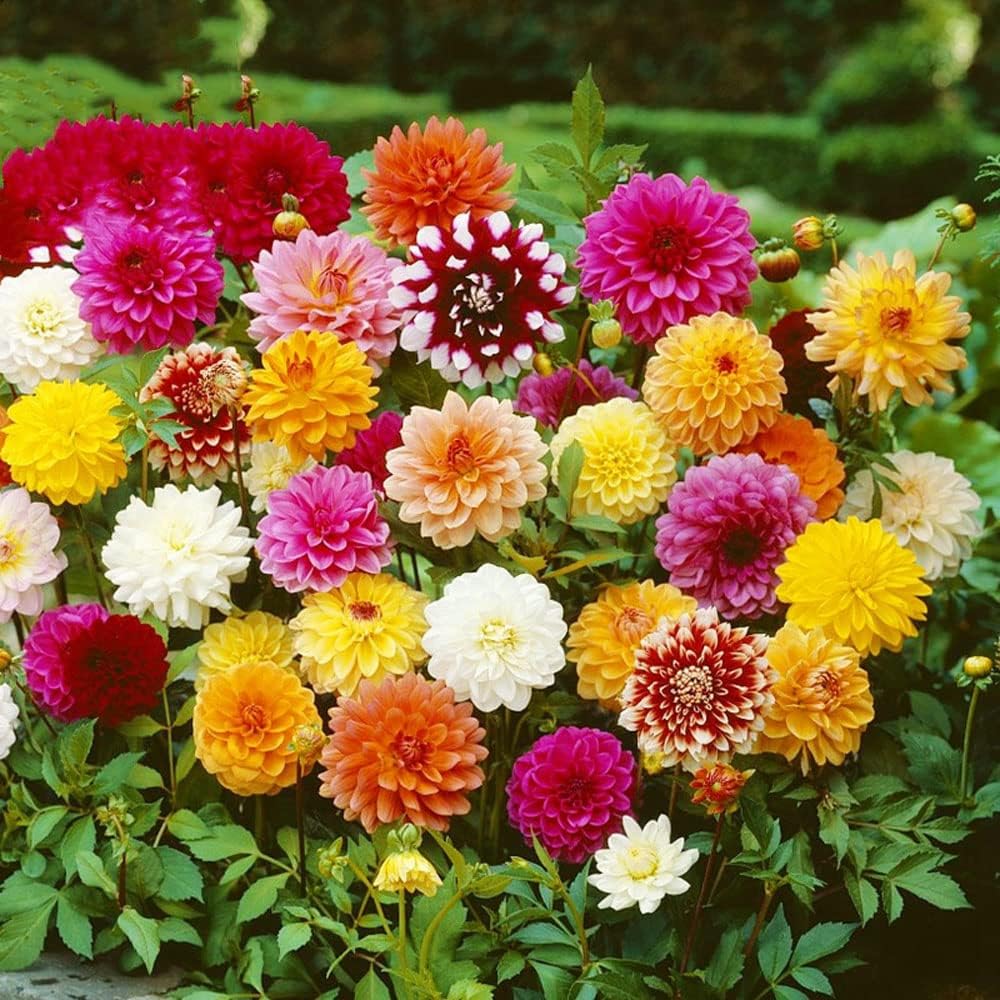Mezcla de bulbos de dalia para plantar al aire libre, bulbos de flores ...