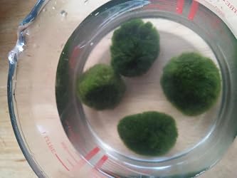 Luffy Marimo moss Balls - Healthy Fluffy Green Java Moss Balls Aquarium ...