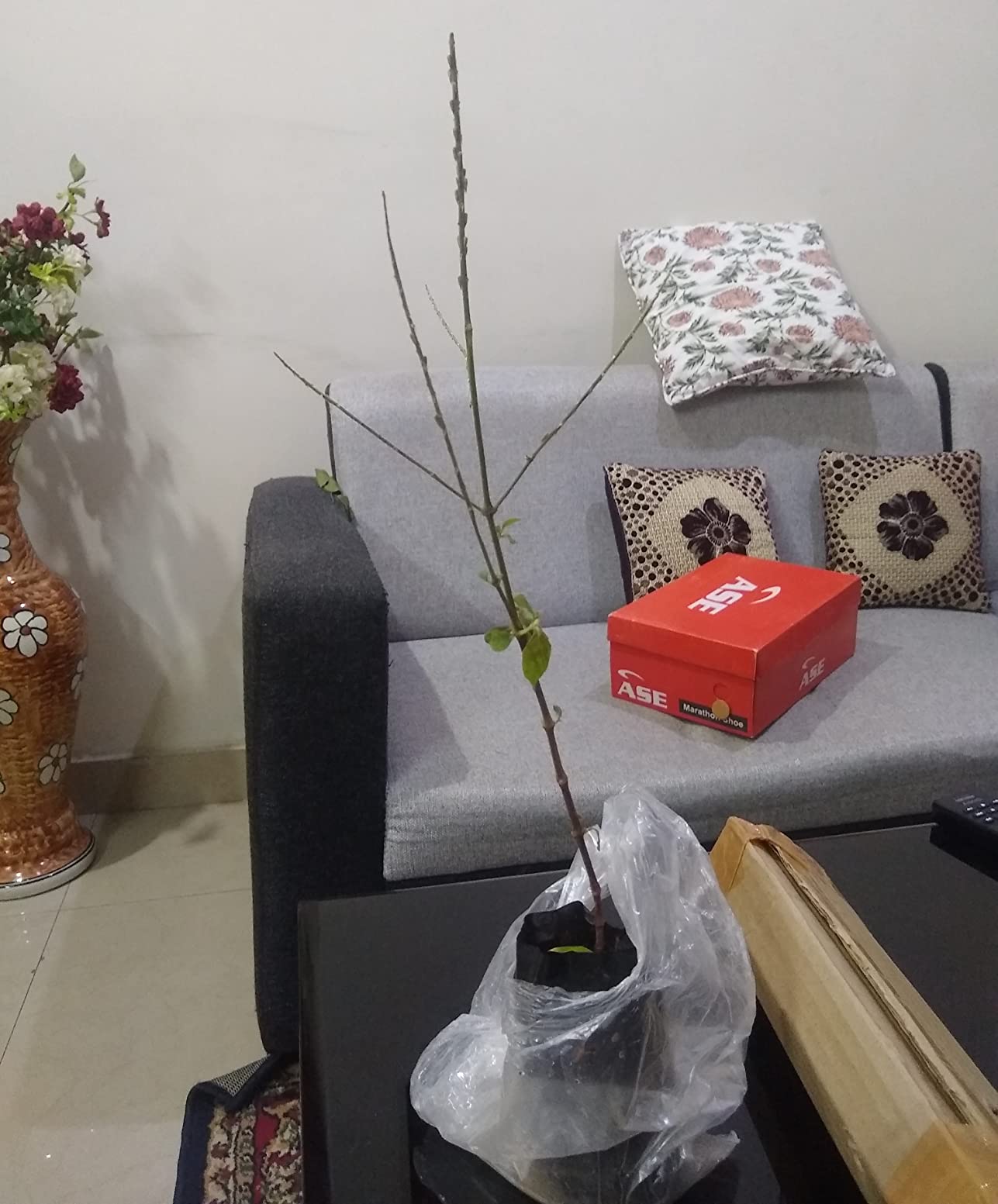 Kapebonavista® Apamarga Chirchita Latjira Prickly Chaff Flowers ...