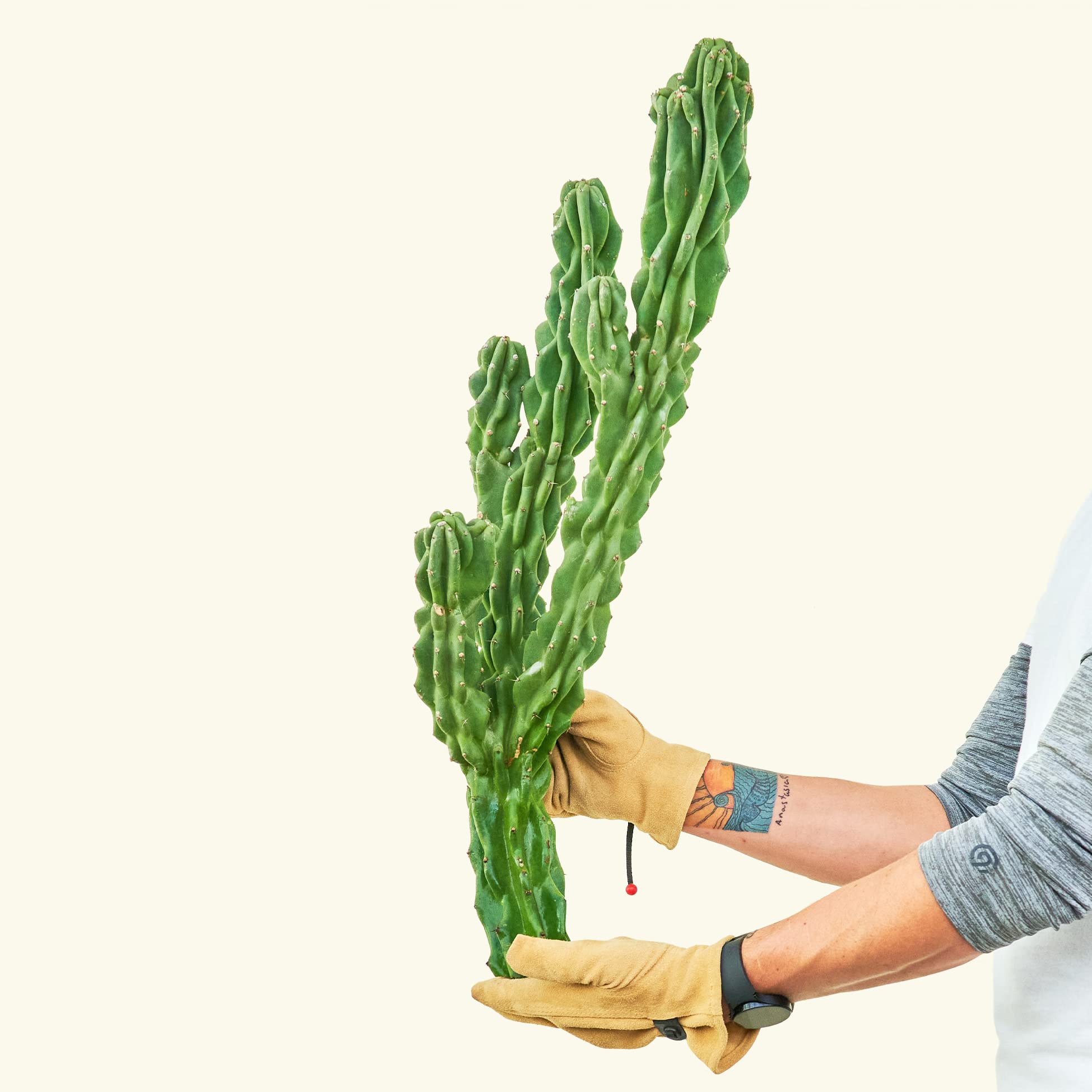 Cereus Peruvianus Monstrose Aka Peruvian Apple Peruvian Apple Cactus