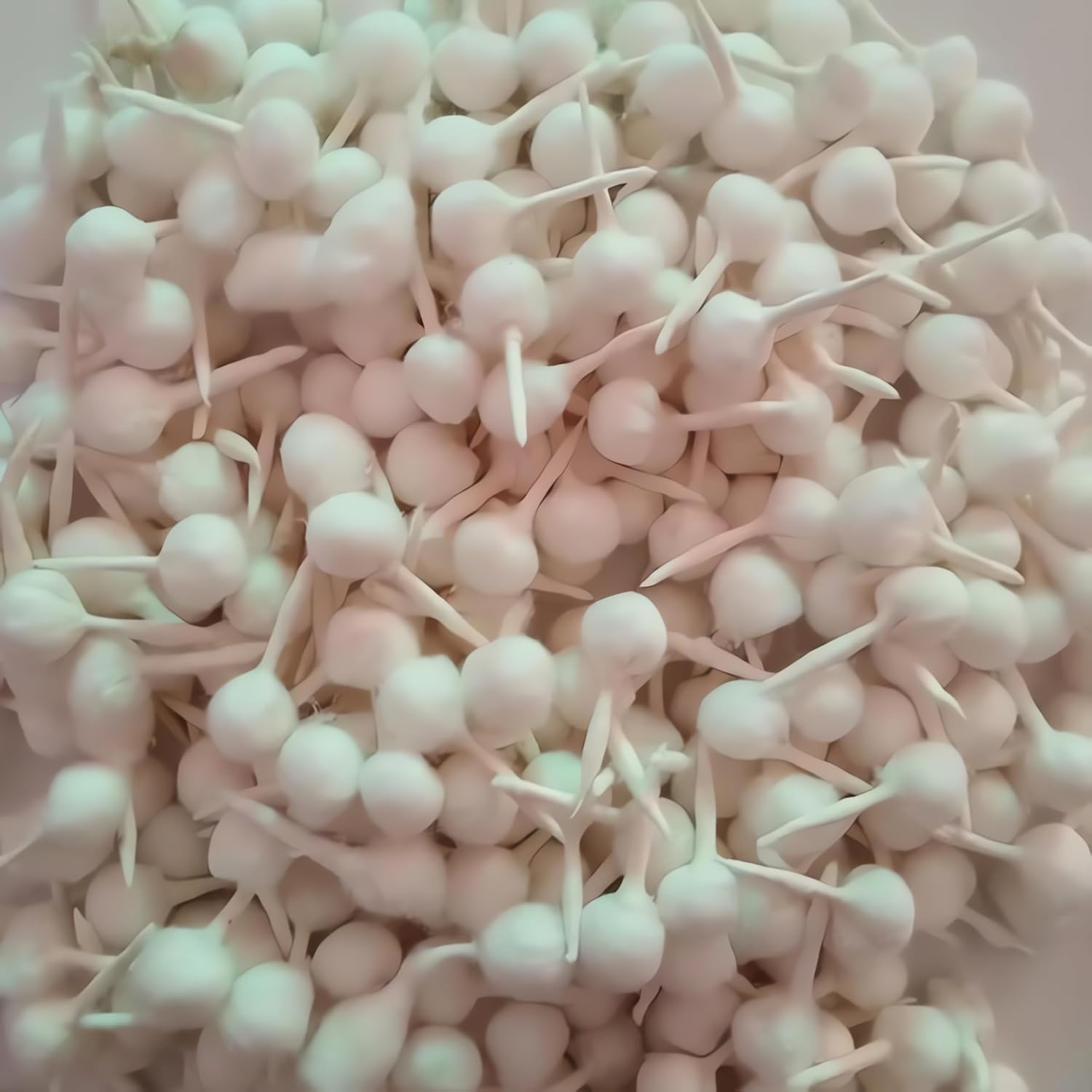 Amazon.com: Cotton Wicks for Puja Pooja Diya [ Assorted Color ] - Round ...