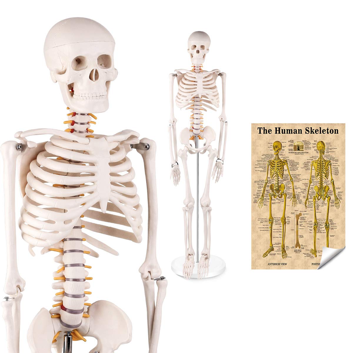 Snapklik.com : LYOU Mini Human Skeleton Model, Half Life Size Skeleton ...
