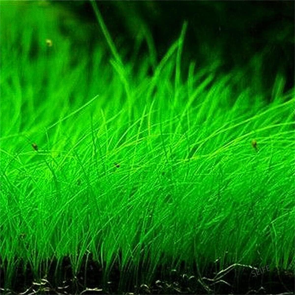 Aquarium Grass Plants Seeds Mini Hairy Grass Seeds 10G Fish Tank ...