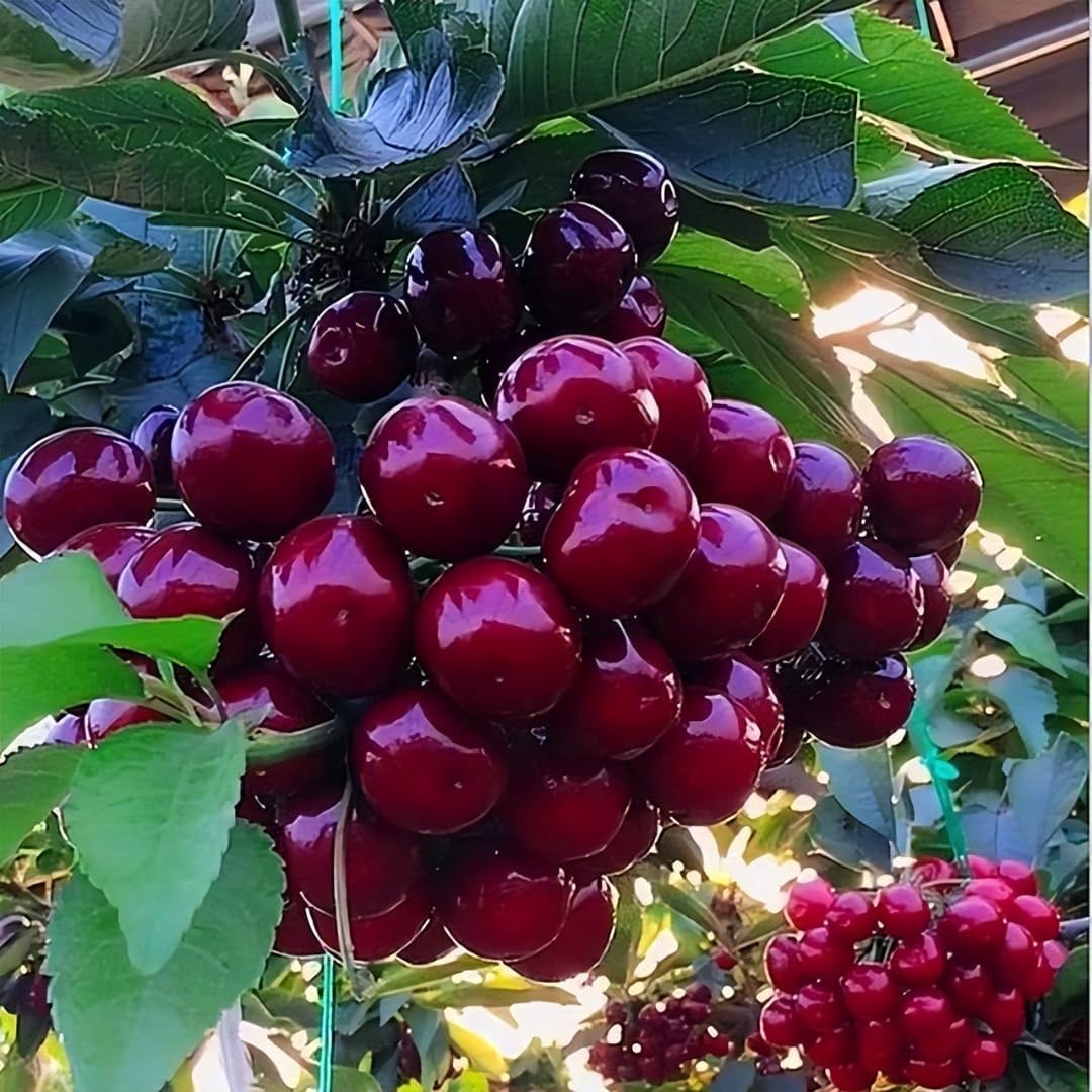 Amazon.com : 1 Wild Black Cherry Trees Live Plant, Cherry Plant Live ...