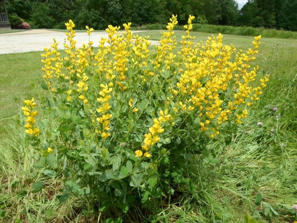 Semillas grandes de índigo silvestre amarillo para plantar 50 semillas ...