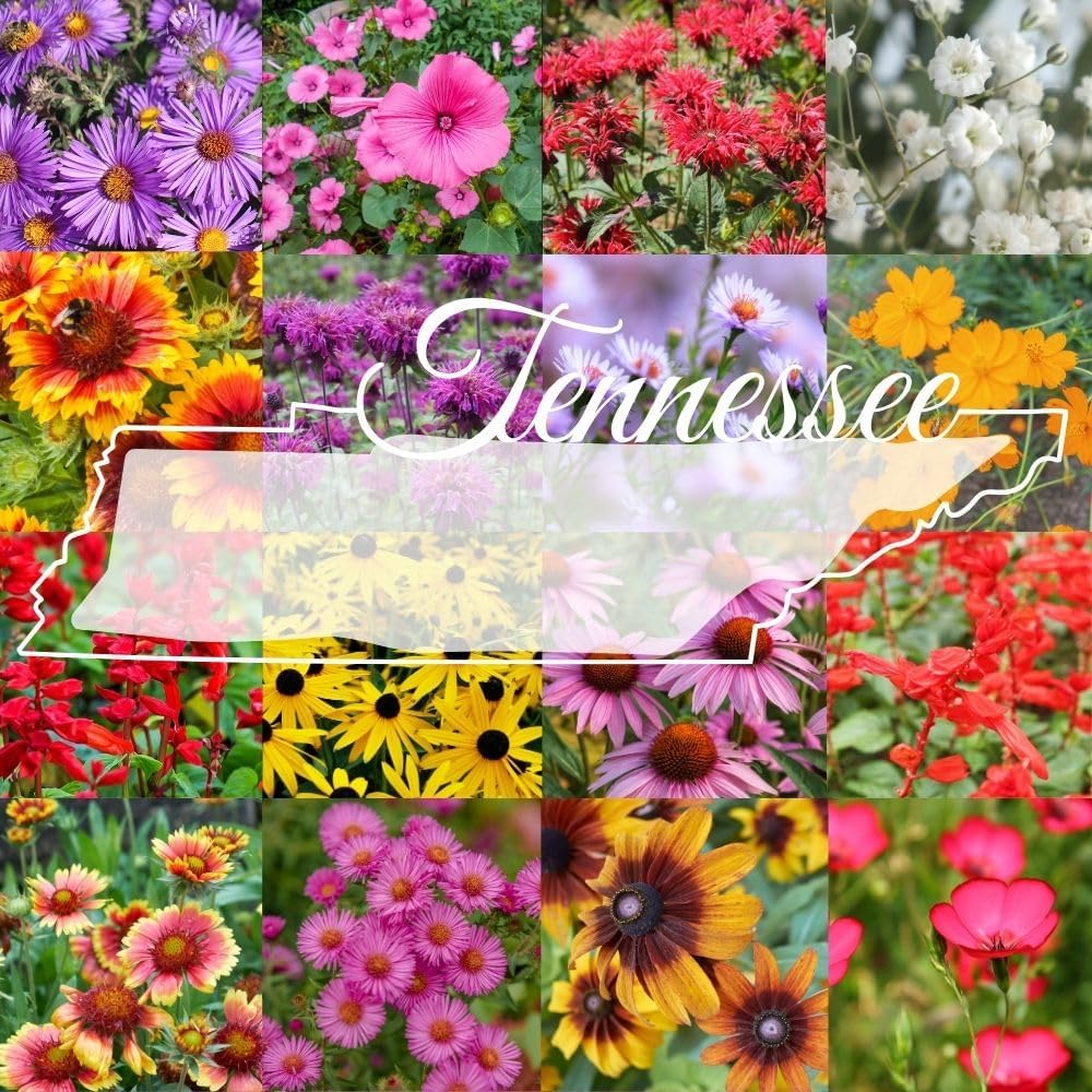 Amazon.com : Tennessee Bulk Perennial and Annual Non-GMO Wildflower ...