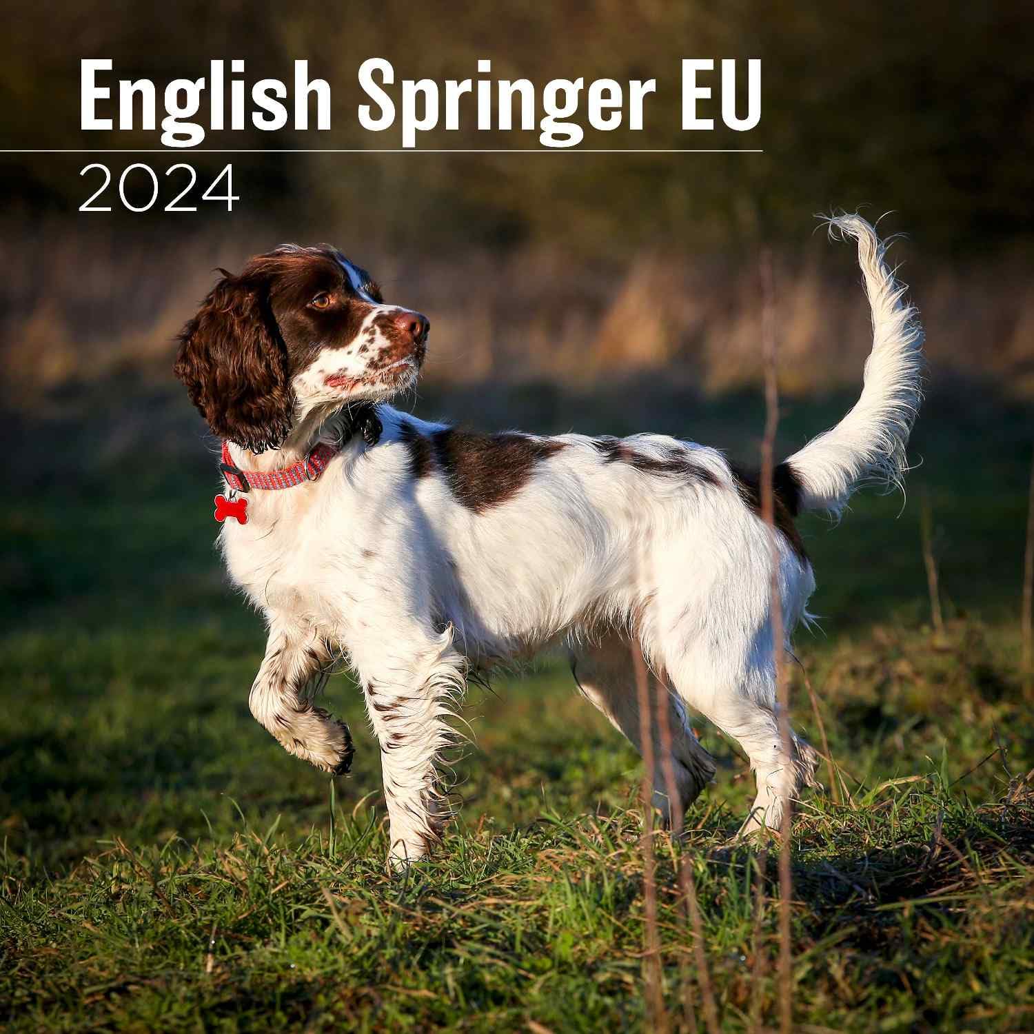 MegaCalendars - English Springer Spaniel Euro Calendar 2024 - Dog Breed ...