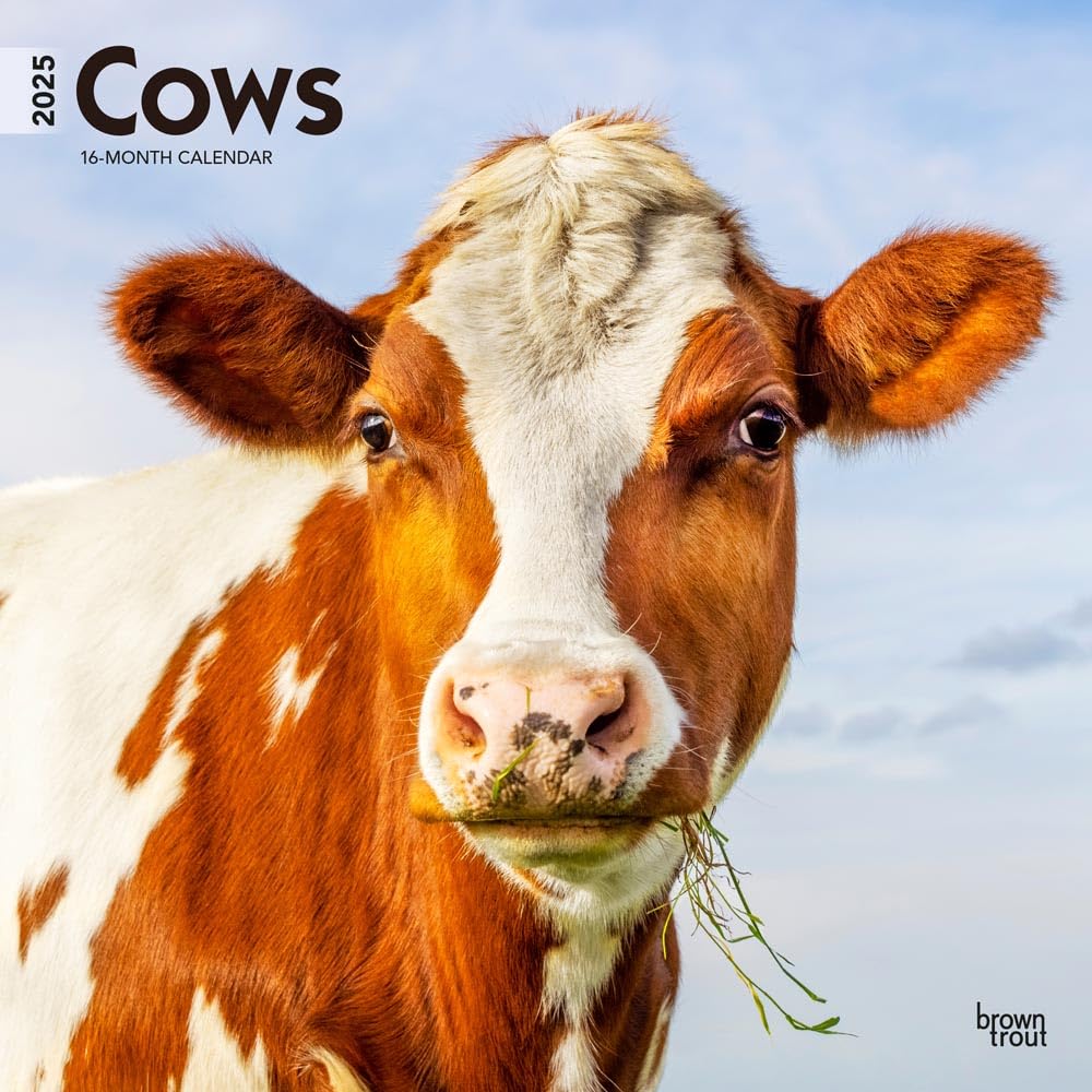 Cows | 2025 12 x 24 Inch Monthly Square Wall Calendar | Plastic-Free ...
