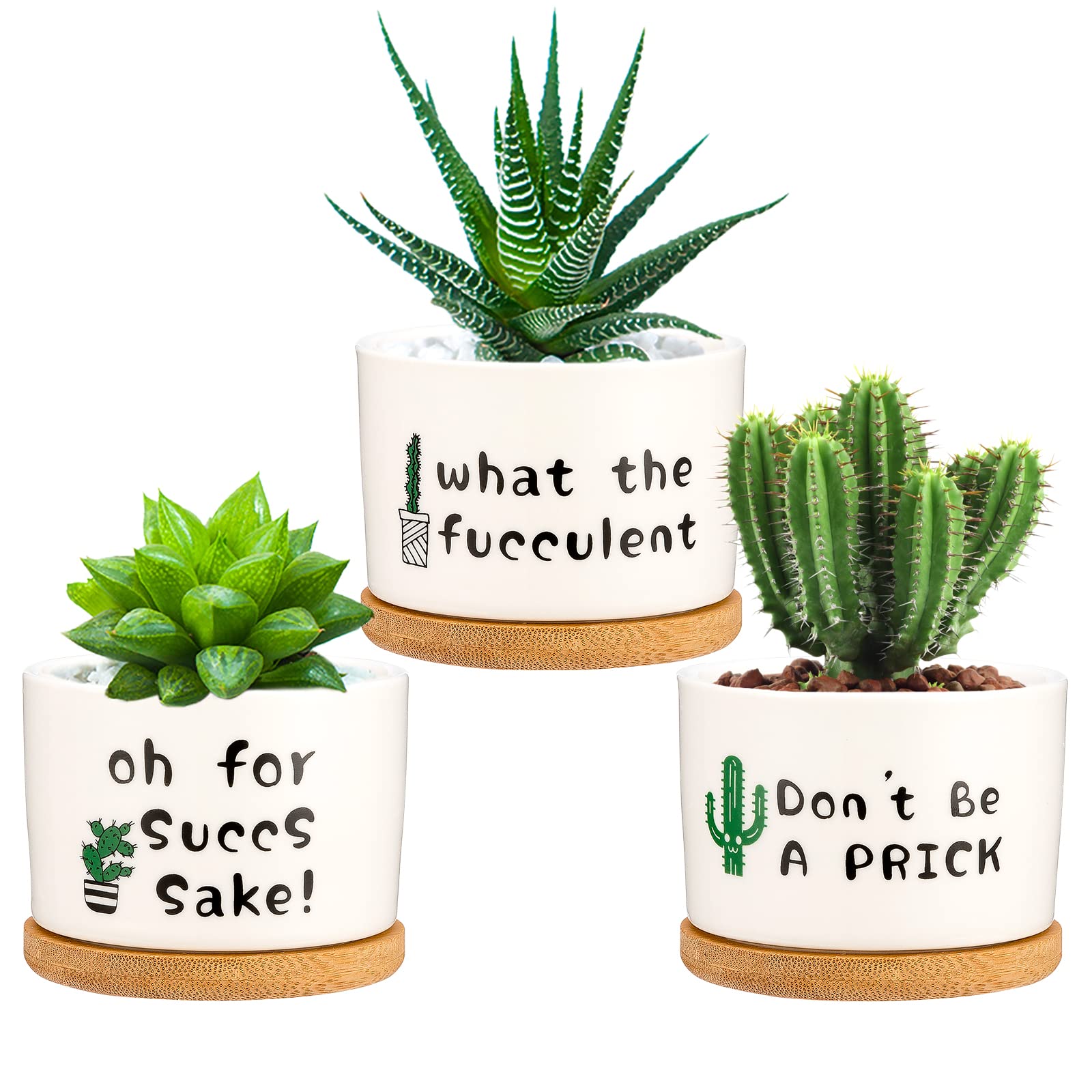 Succulent Memes My Plant So High Imgflip