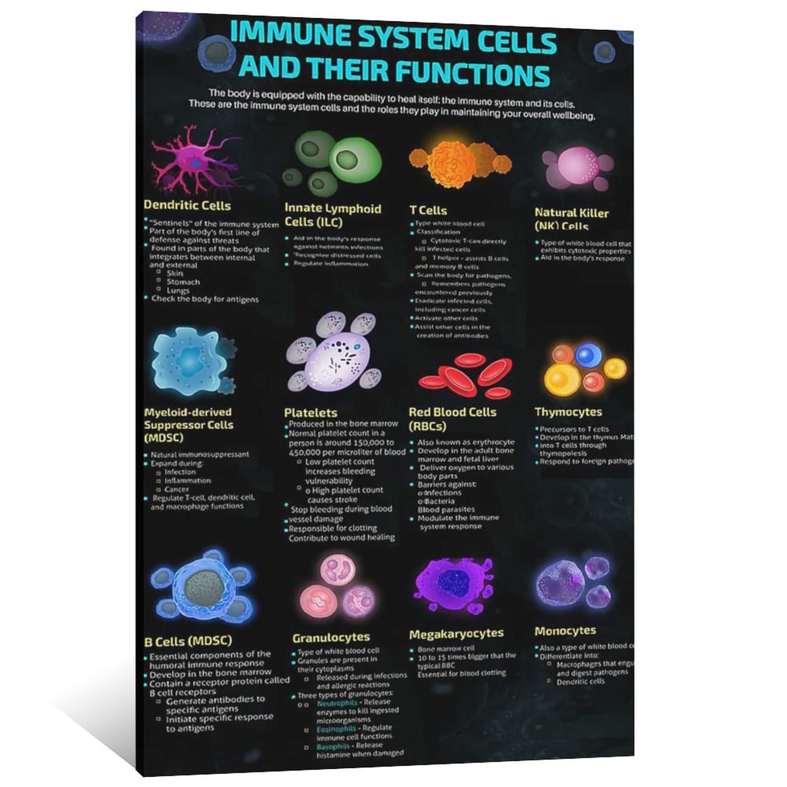 Immune System Cells And Functions
