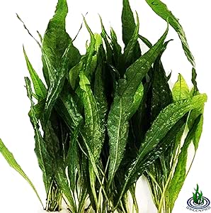 Amazon.com: (20+ Leaves) Microsorum Pteropus Java Fern Live Aquarium ...