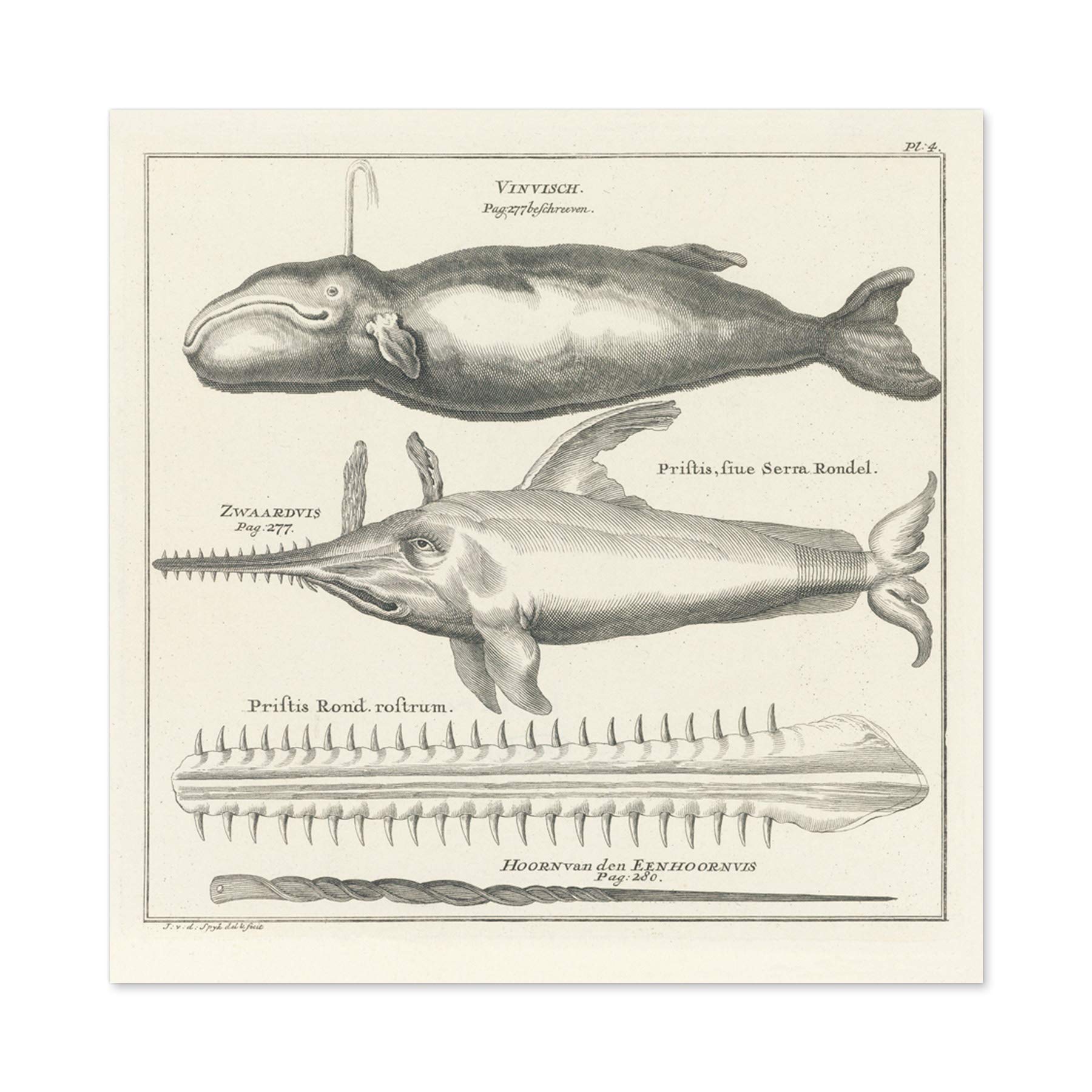Sperm Whale Scientific Illustration Sperm Whales: Revealing The