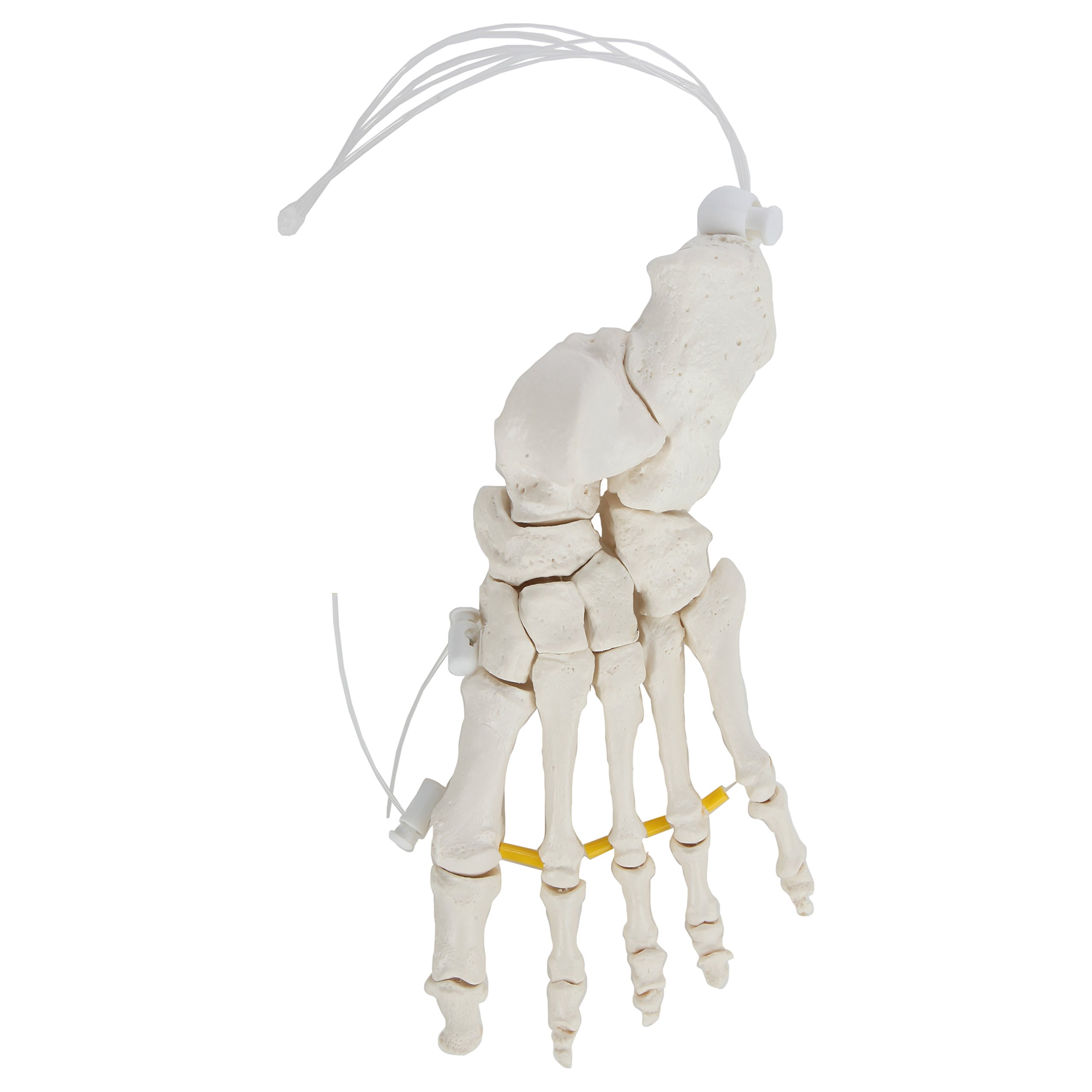 Snapklik.com : Axis Scientific Skeletal Foot Left Loosely Threaded And ...