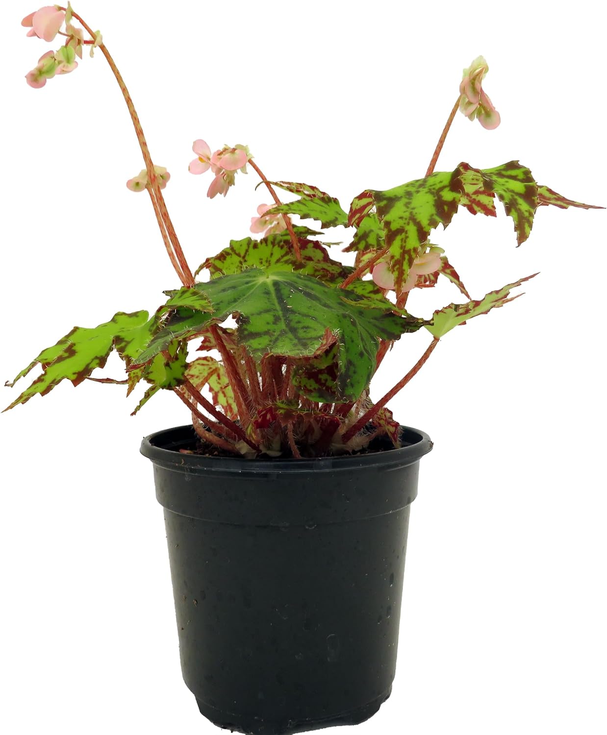 Amazon.com : Geometry Begonia Plant - 4" Pot - Great Houseplant : Patio ...